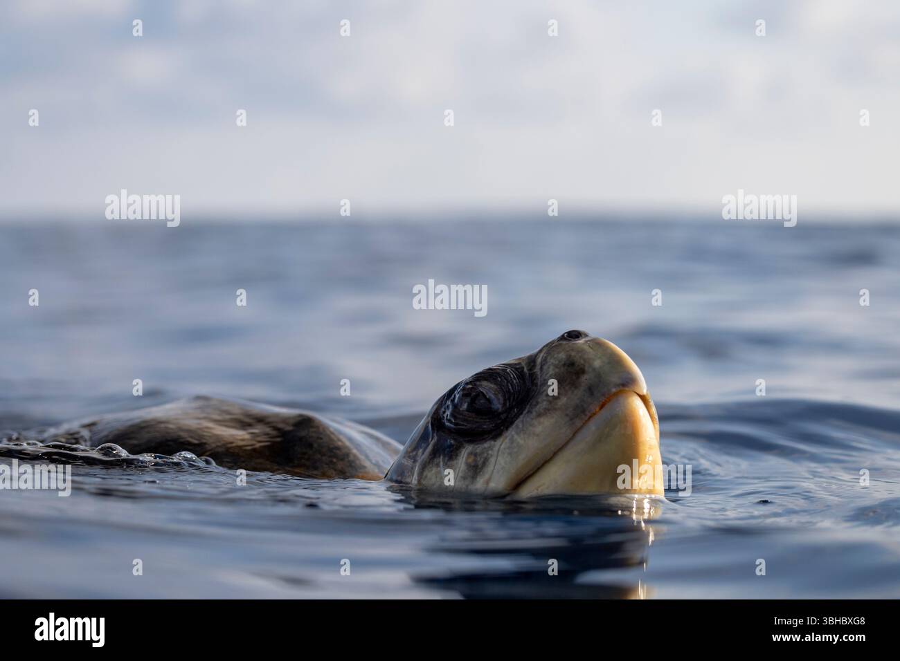 Pacific ocean turtle hi-res stock photography and images - Alamy