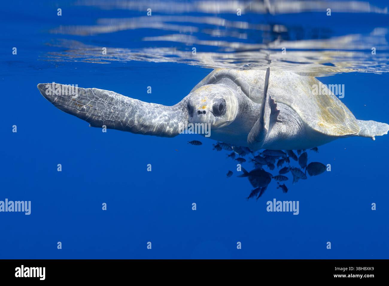 A beautiful image of an olive ridley sea turtle Stock Photo - Alamy