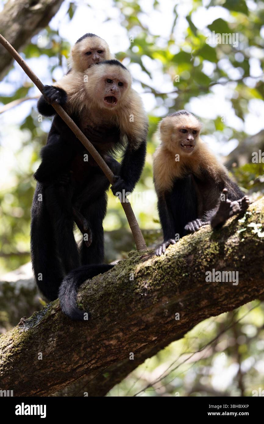 three white-faced capuchin monkeys on a tree Stock Photo - Alamy