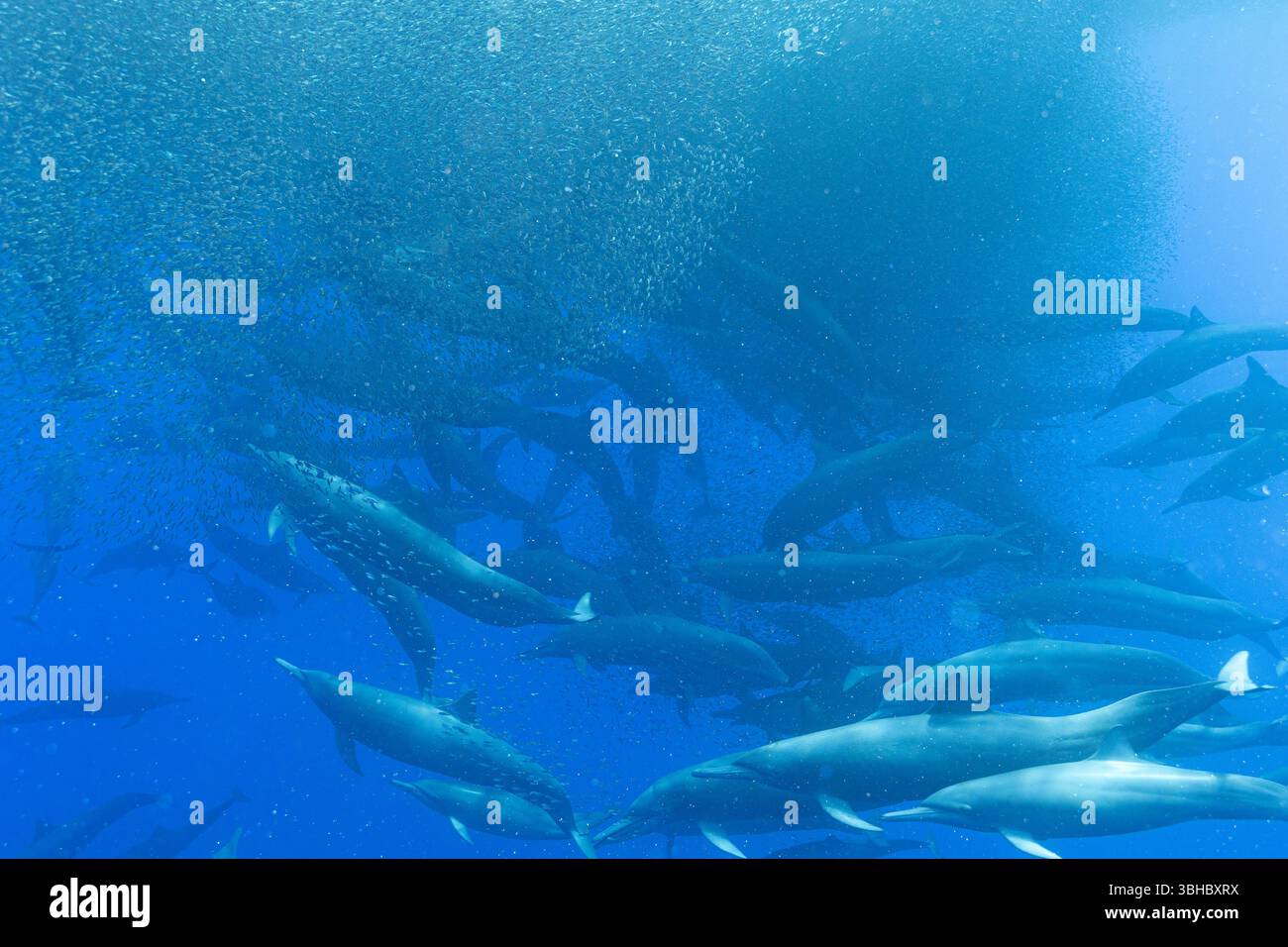 A pod of spinner dolphins herds a massive baitball of small fish Stock ...