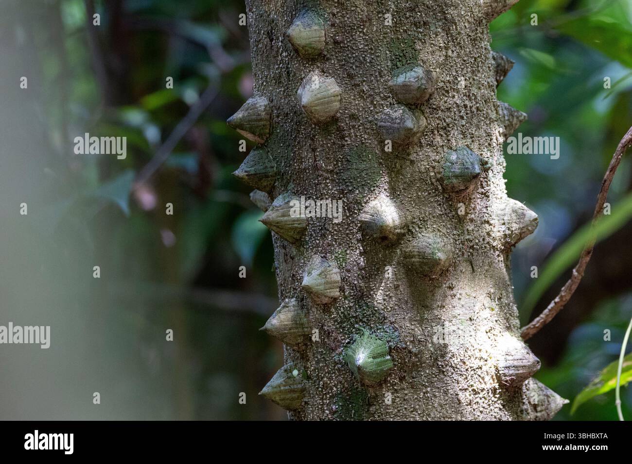 Rainforest defense hi-res stock photography and images - Alamy