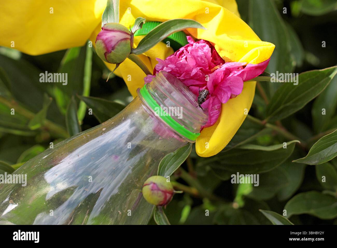 garden pest control, collecting bugs in bottle Stock Photo - Alamy