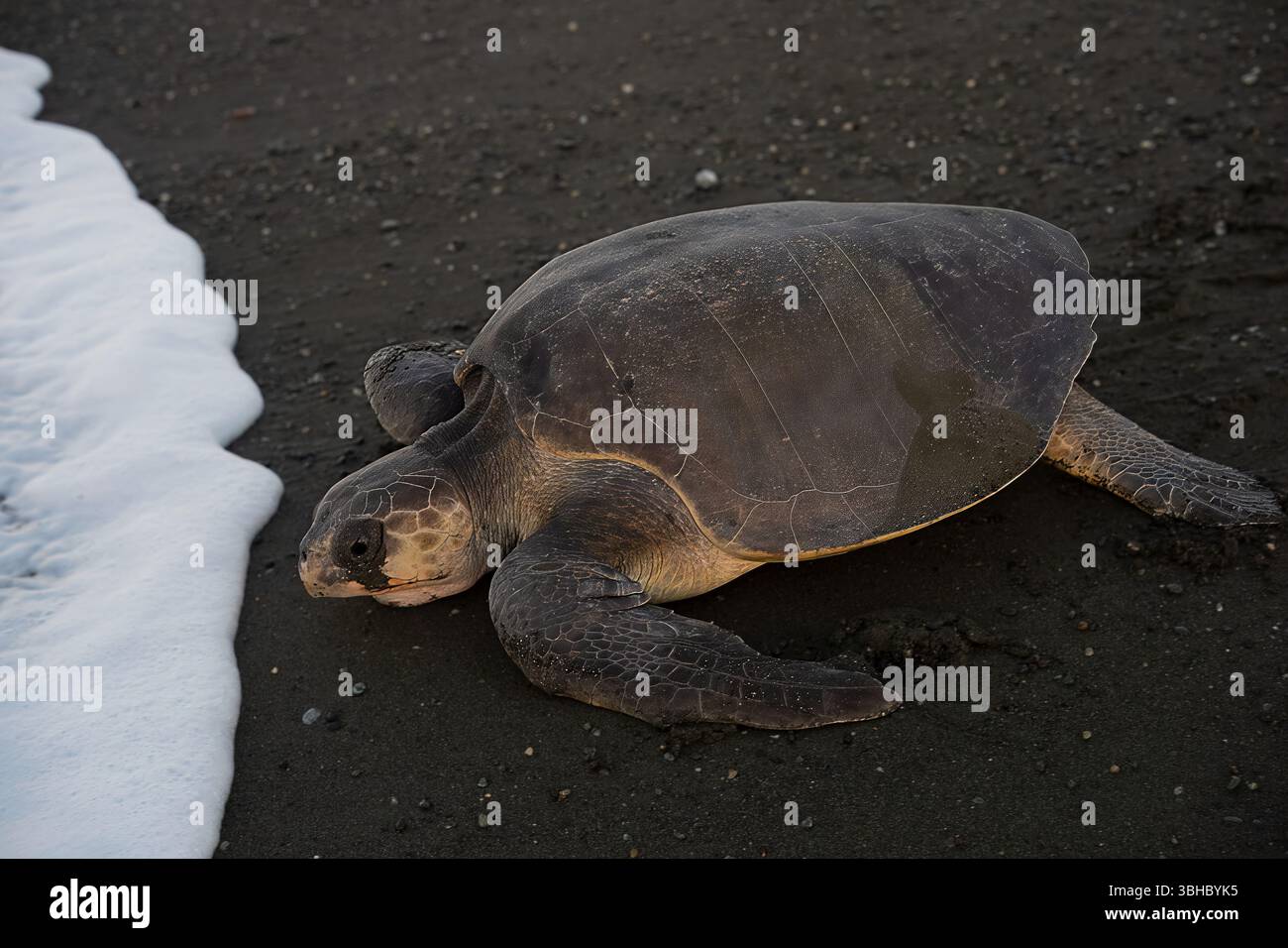 Olive Ridley Green Turtle, Lepidochelys olivacea, Cheloniidae ...