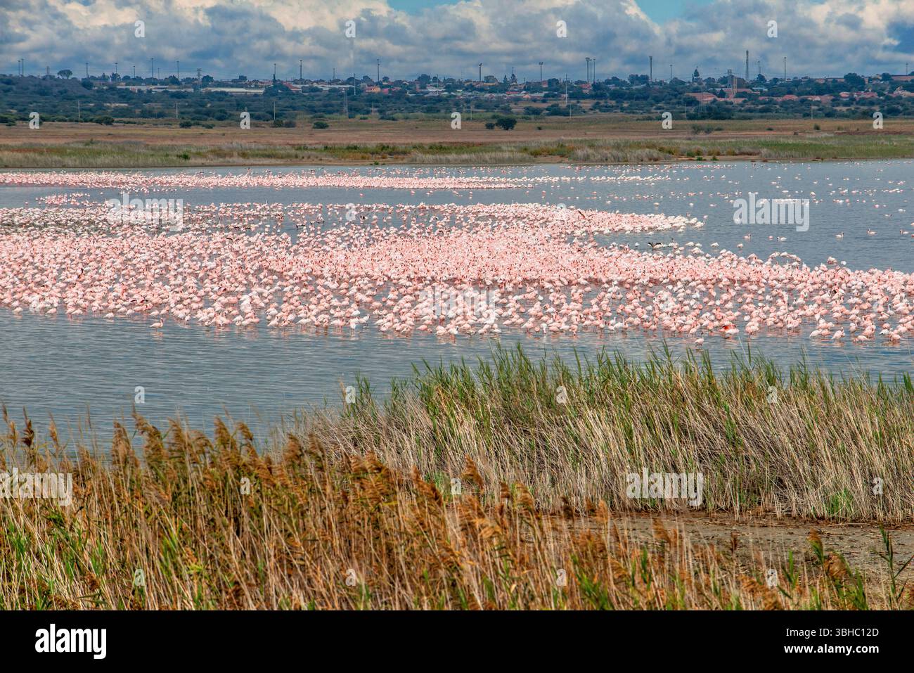 Flamingos kamfers dam hi-res stock photography and images - Alamy