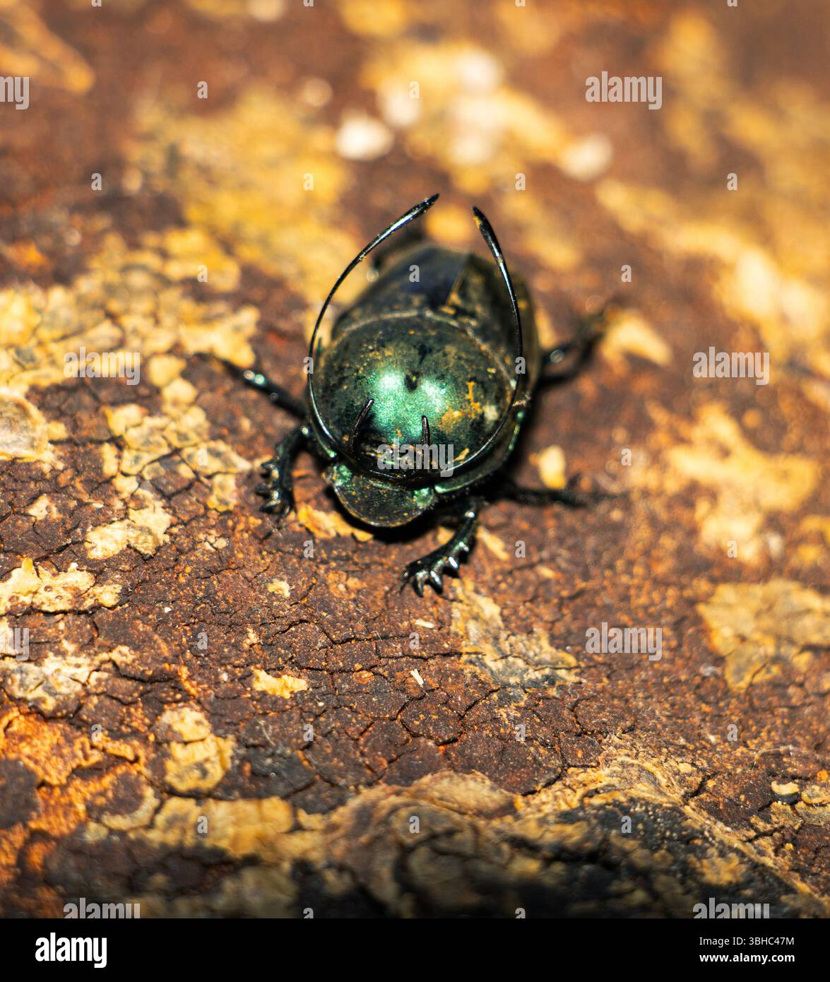 Horned green dung beetle hi-res stock photography and images - Alamy