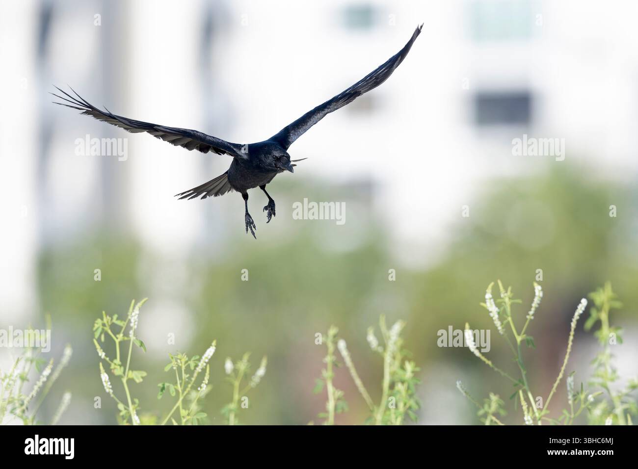 Raven mid flight wings hi-res stock photography and images - Alamy
