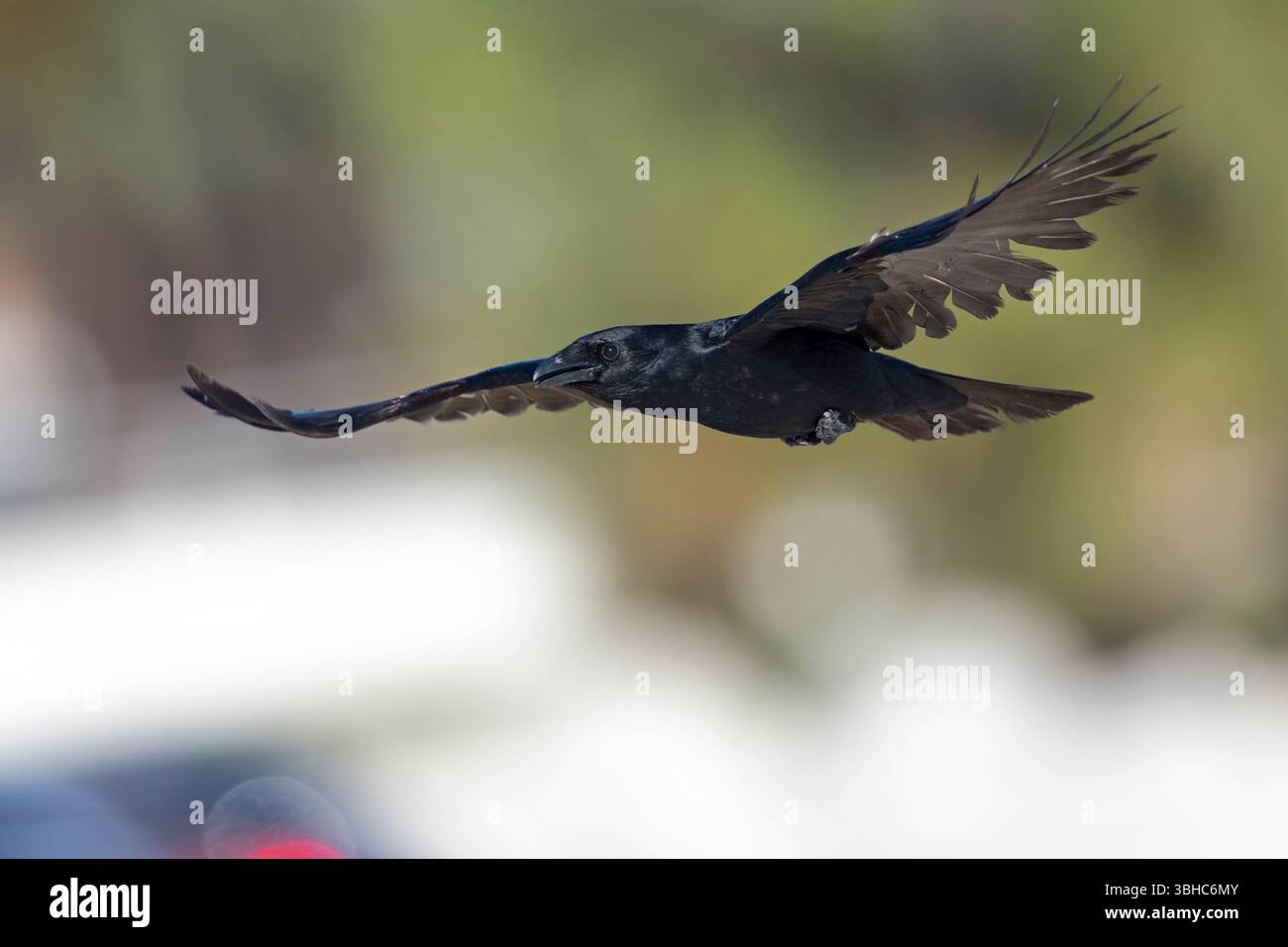 Raven mid flight wings hi-res stock photography and images - Alamy