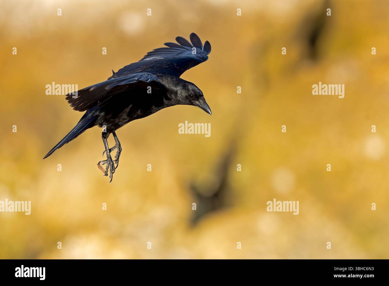 A fish crow (Corvus ossifragus) in flight Stock Photo - Alamy