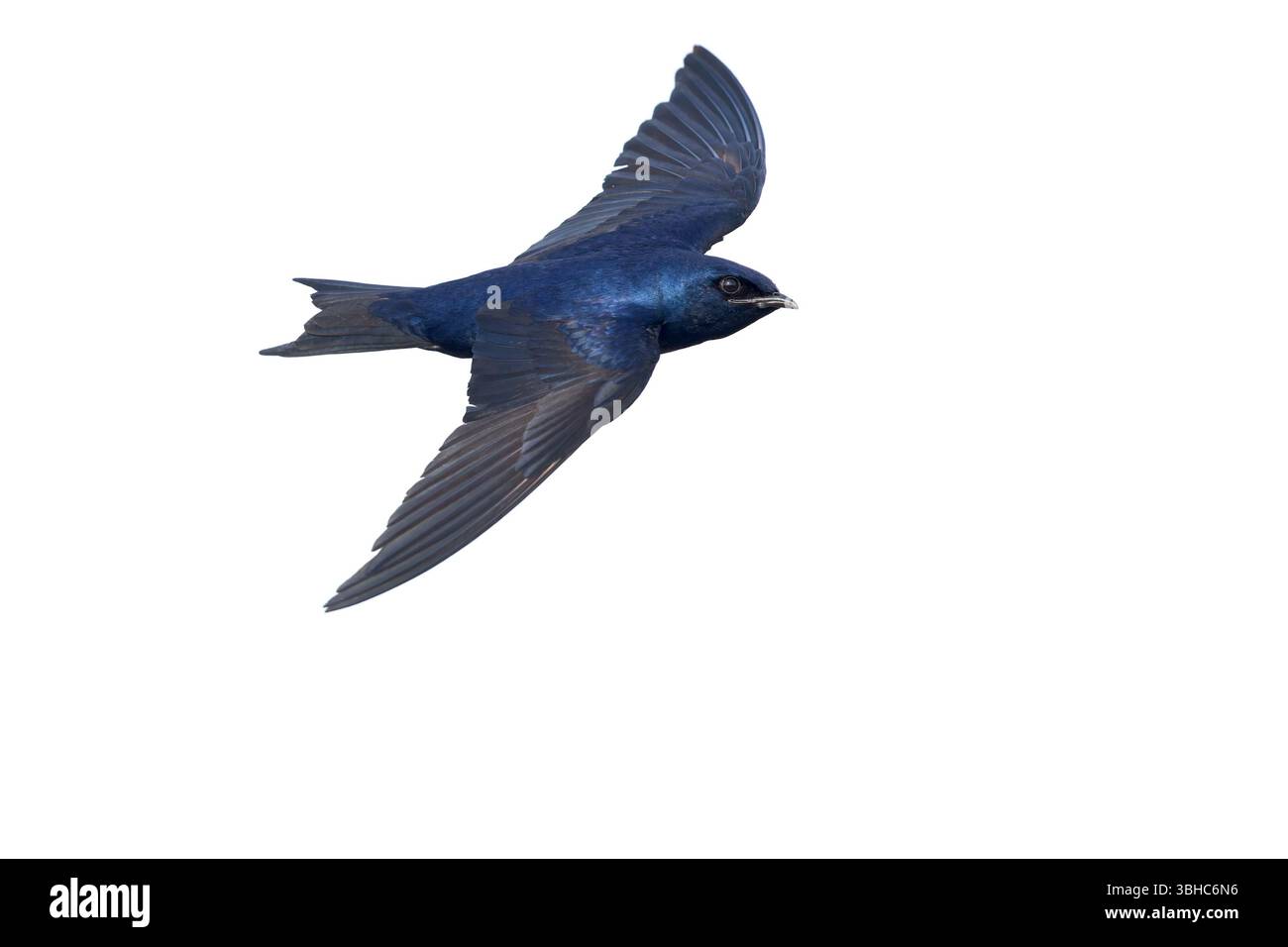 An adult male purple martin (Progne subis) in flight Stock Photo - Alamy