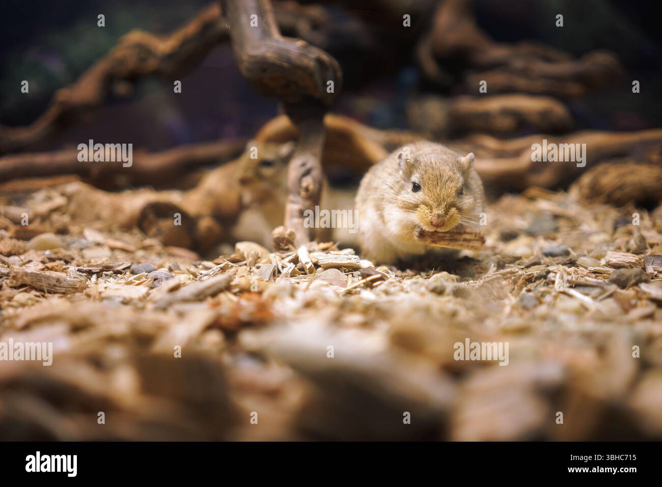 Little cute mouse in a cage in a zoo Stock Photo - Alamy