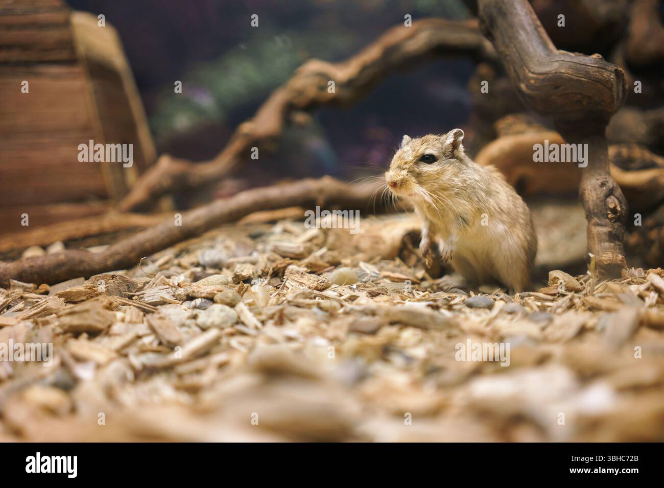 Little cute mouse in a cage in a zoo Stock Photo - Alamy
