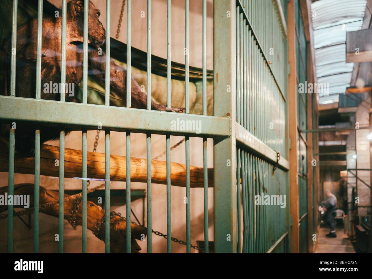 Chimpanzee behind bars monkey hi-res stock photography and images - Alamy