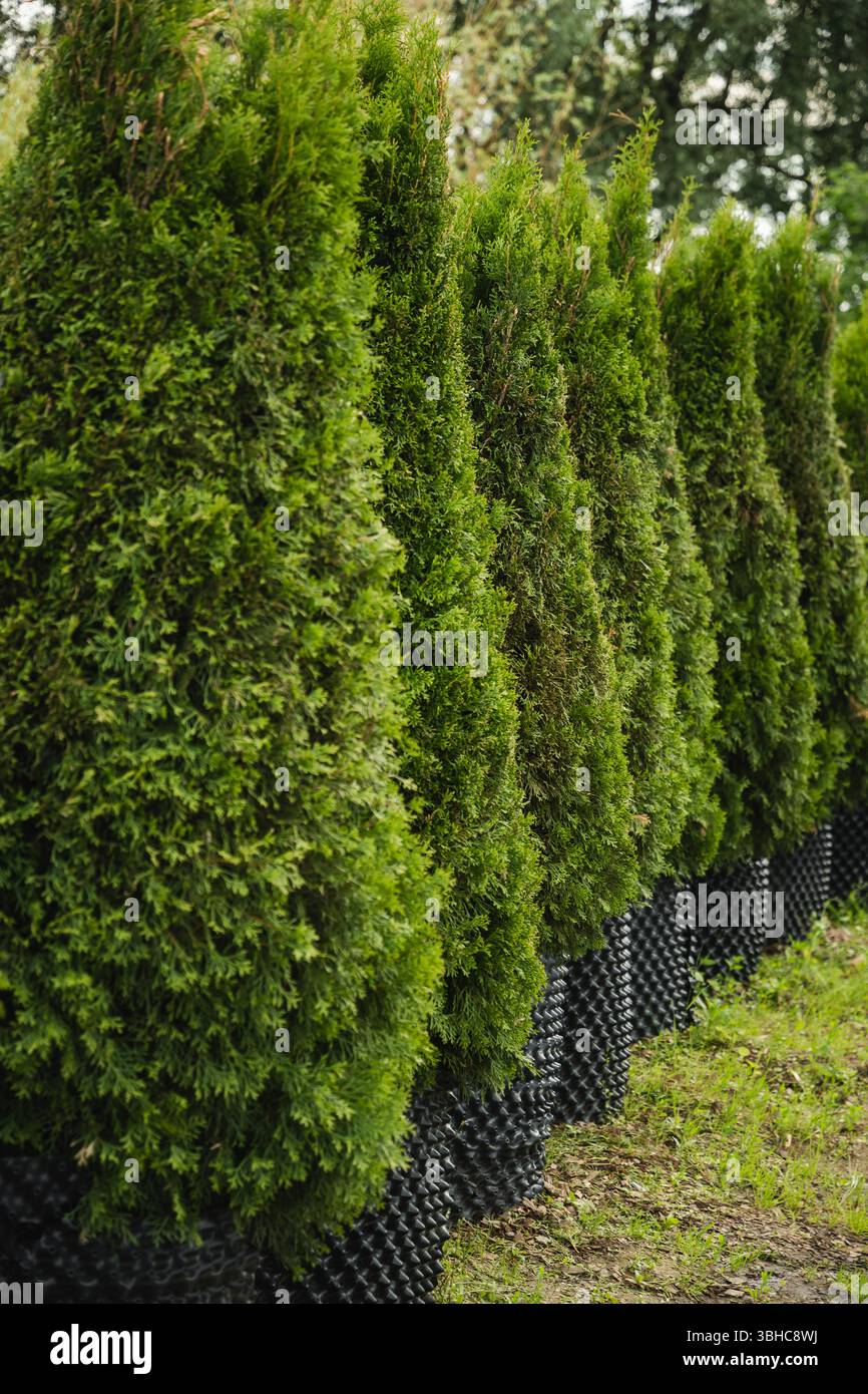 Lush green conifer thujas bush in row in garden in plant nursery ...