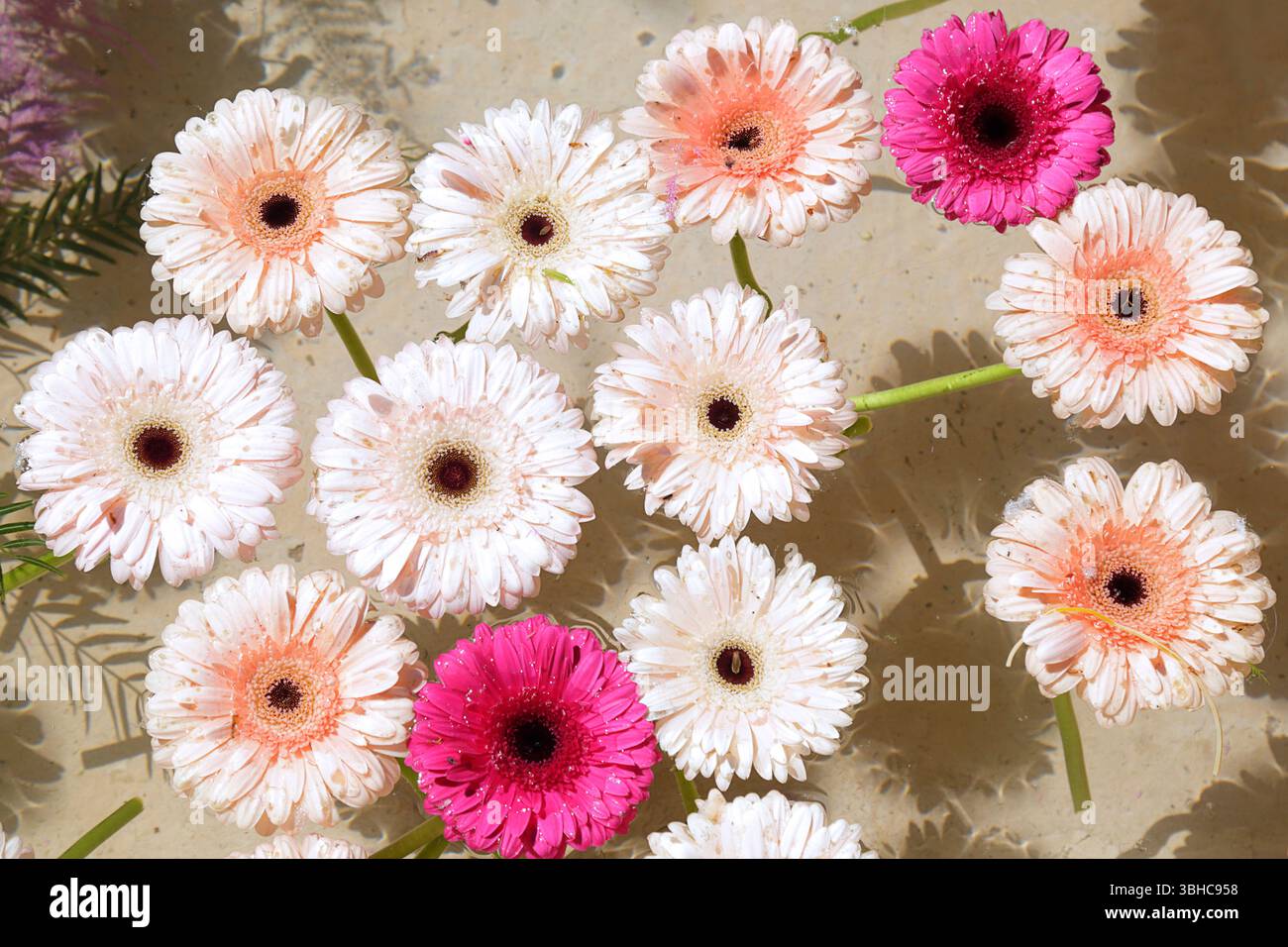 Gerbera in pink colours hi-res stock photography and images - Alamy