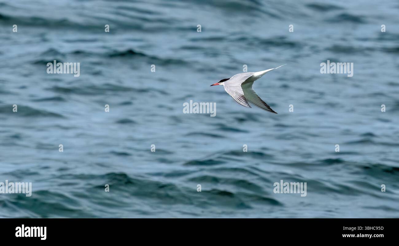 Common tern fishing to feed young in the ocean Stock Photo - Alamy
