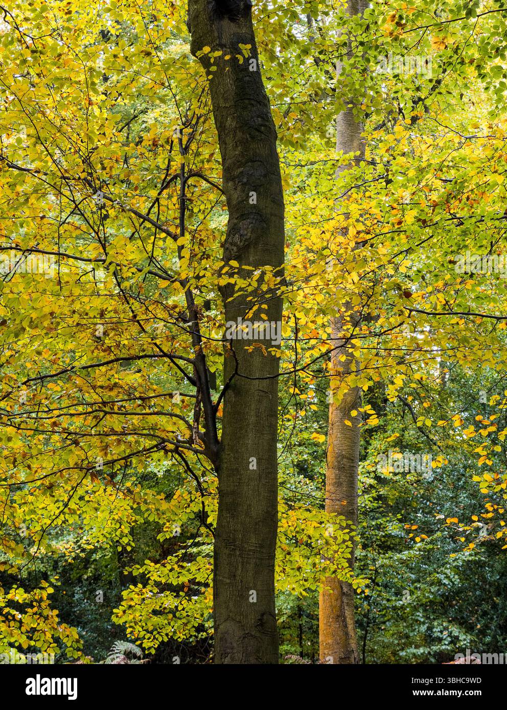 Corner trees hi-res stock photography and images - Alamy