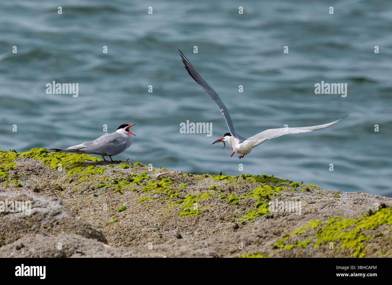 Common tern fishing to feed young in the ocean Stock Photo - Alamy