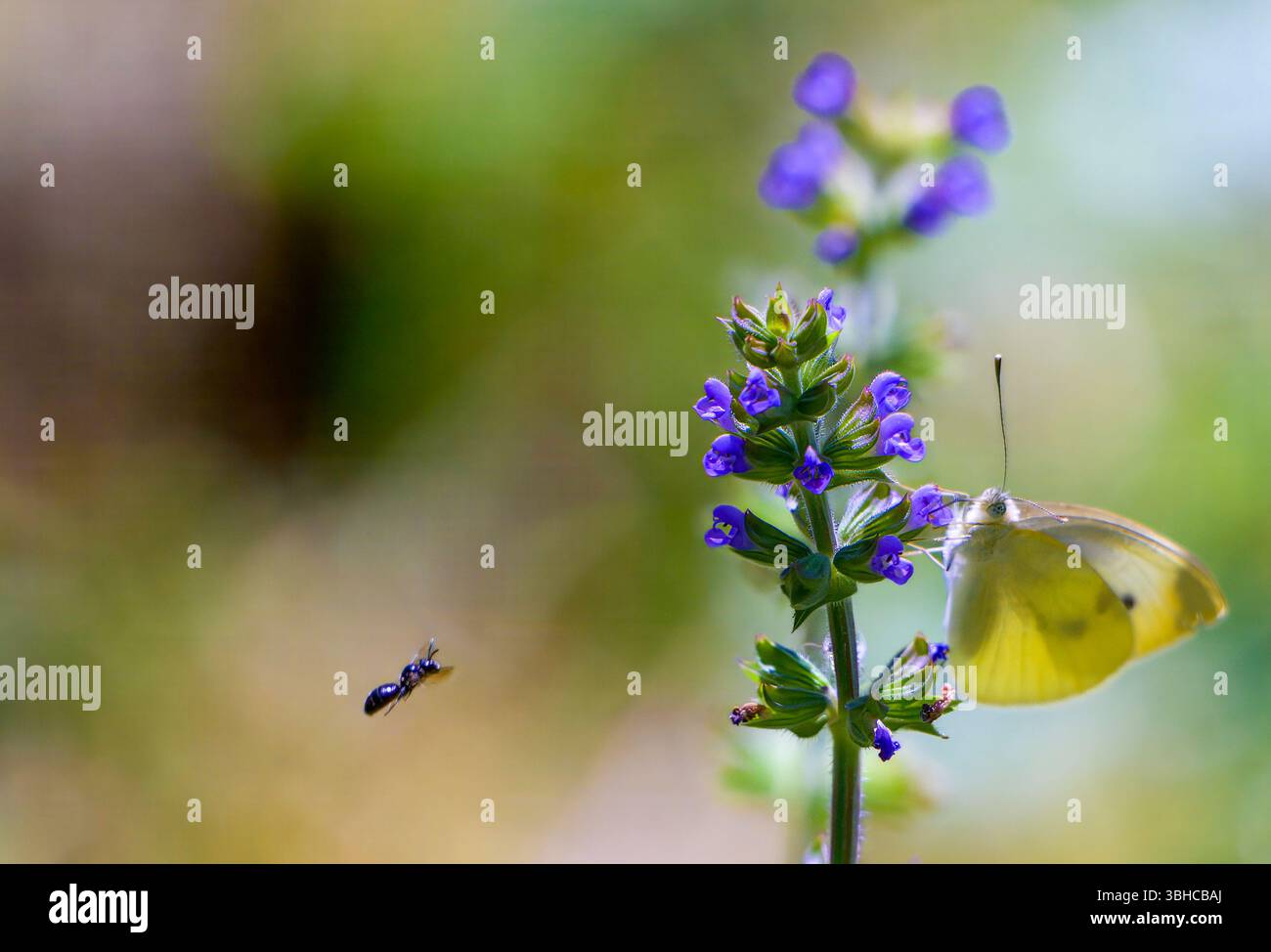 Strandja mountians Bulgaria 9th June 2025 : Bees ,Butterflies, Moths hunting the pollen during ...