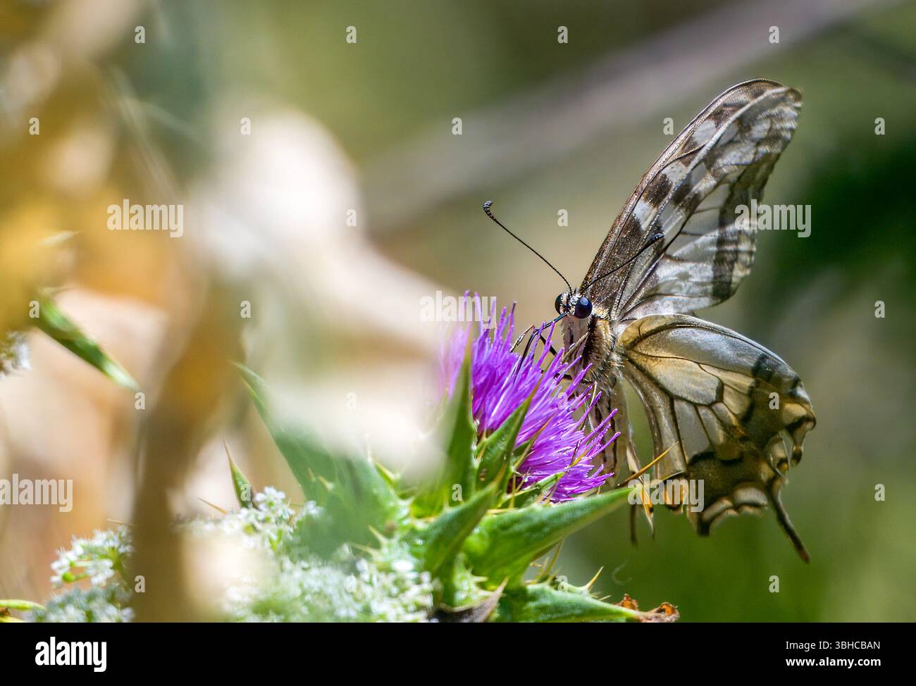 Strandja mountians Bulgaria 9th June 2025 : Bees ,Butterflies, Moths ...
