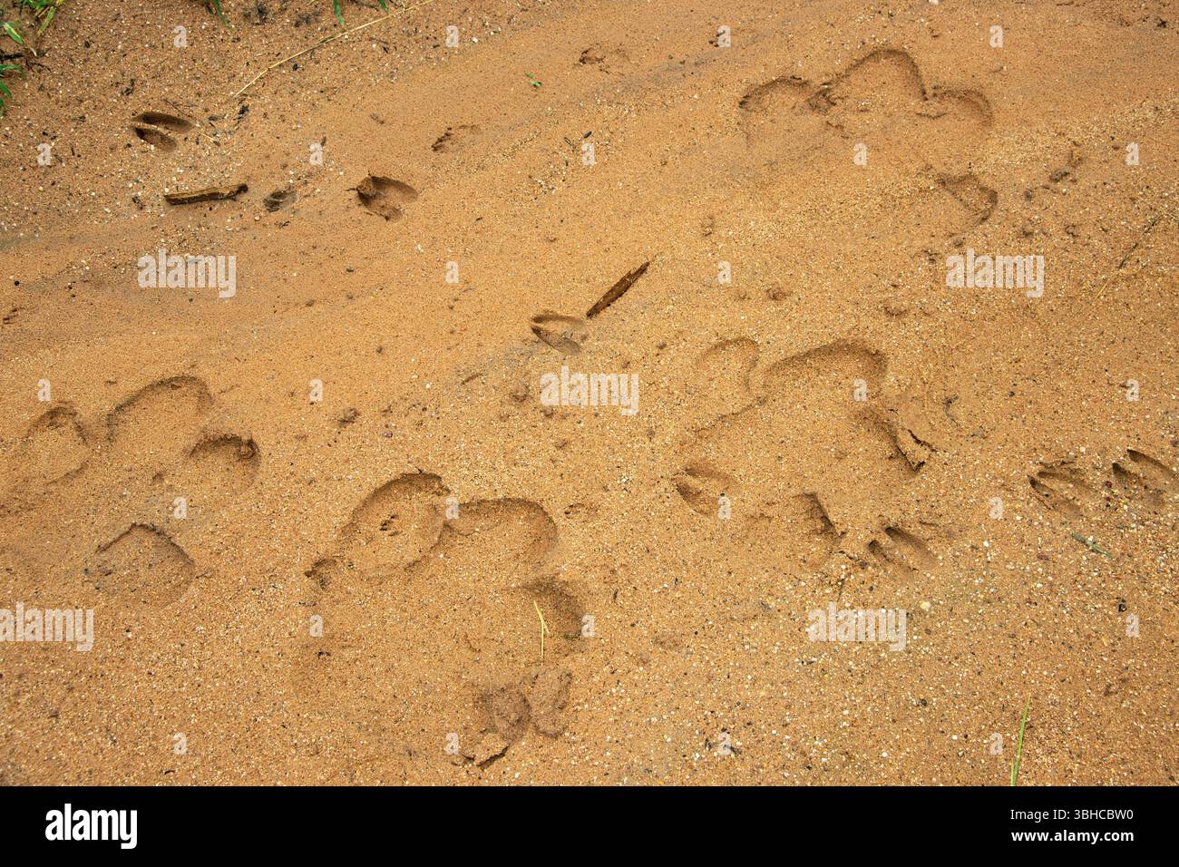 After heavy rainfall during the night conditions are right for many ...