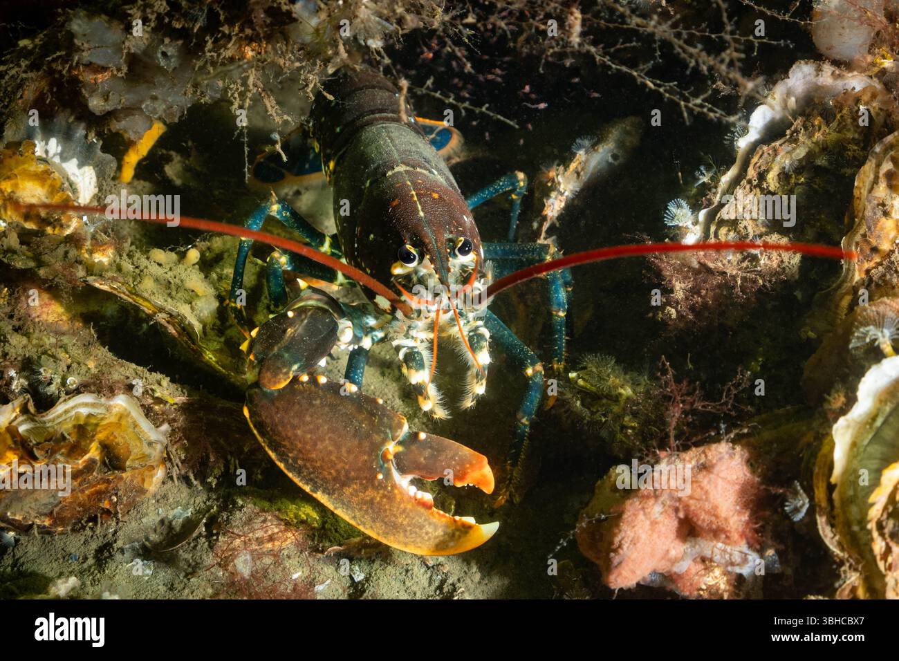 Dutch Oosterschelde lobster in natural wild cold water environment ...