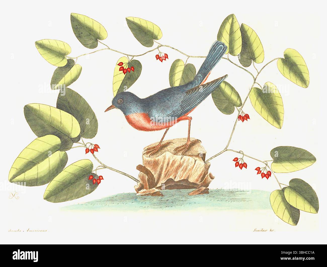 Heritage bird Cut Out Stock Images & Pictures - Alamy