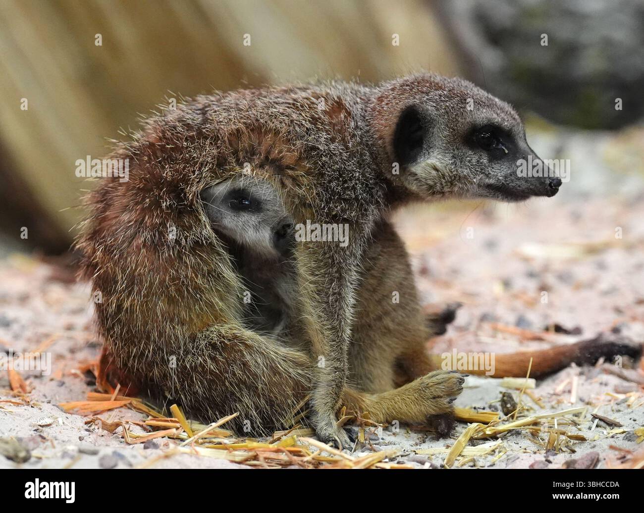 Meerkat pups at Blair Drummond Safari Park, Stirling. The four pups ...
