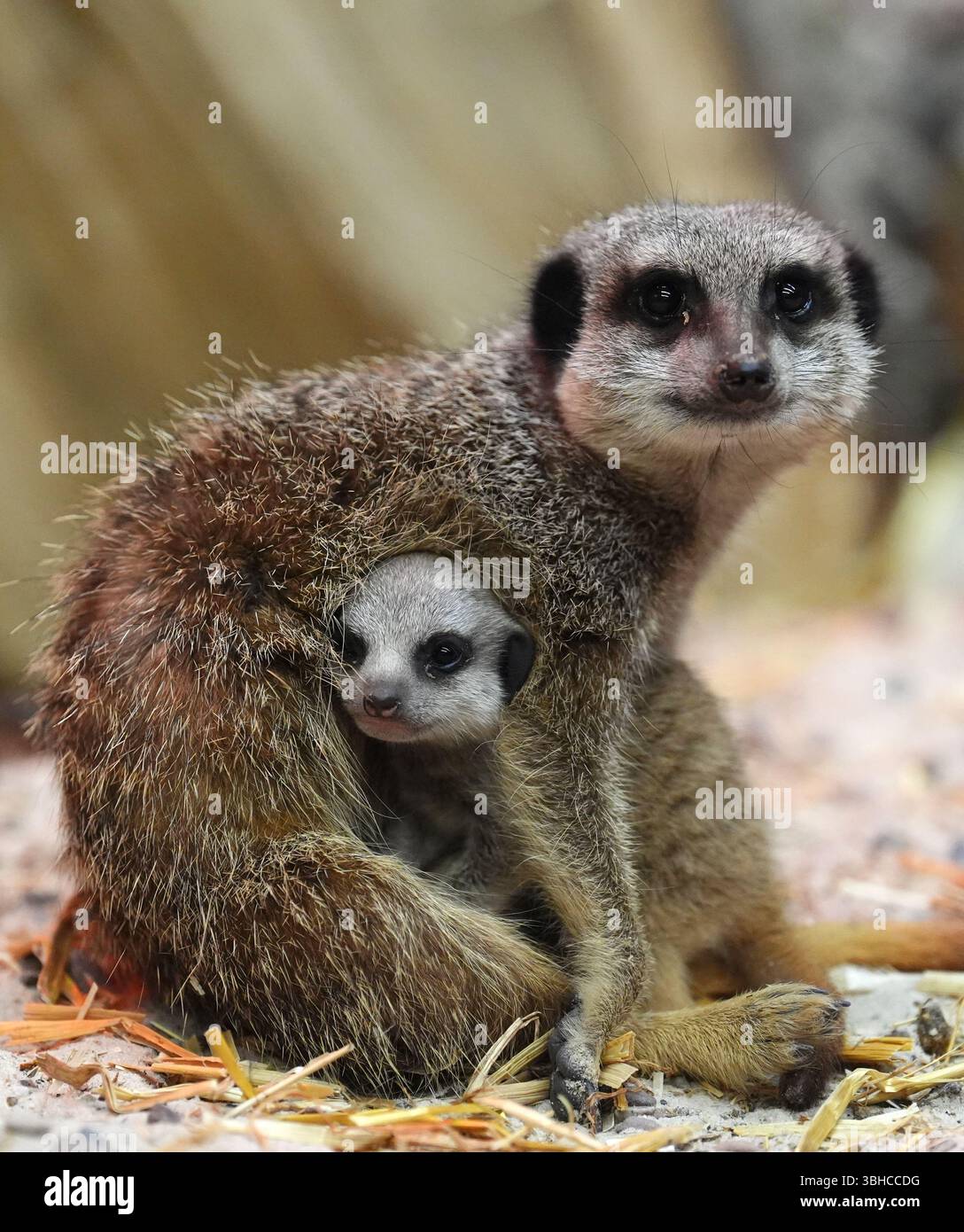 Meerkat pups at Blair Drummond Safari Park, Stirling. The four pups ...