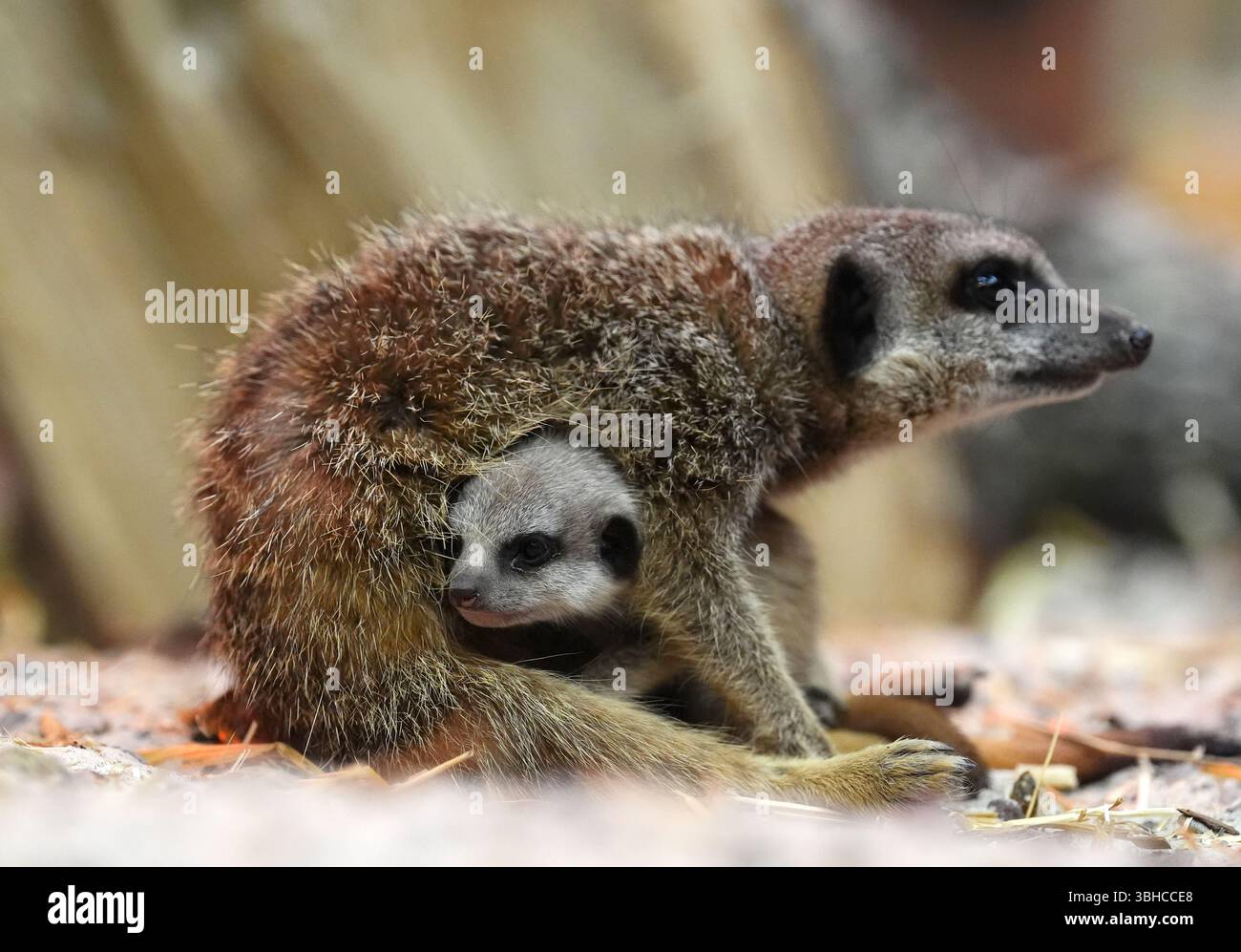 Meerkat pups at Blair Drummond Safari Park, Stirling. The four pups ...