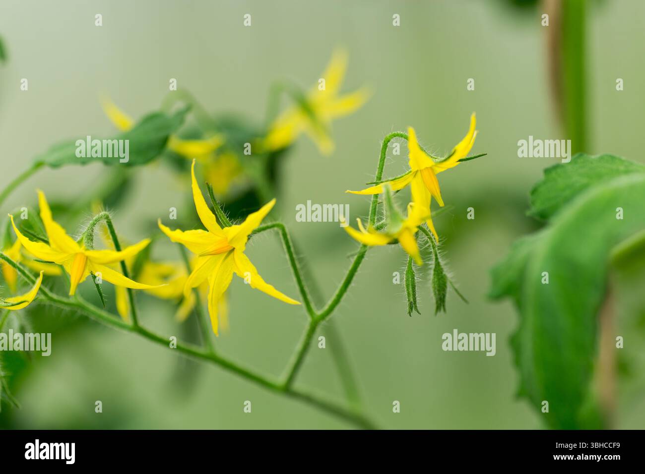 Tomato buds at the stage of fruit ovary Stock Photo - Alamy