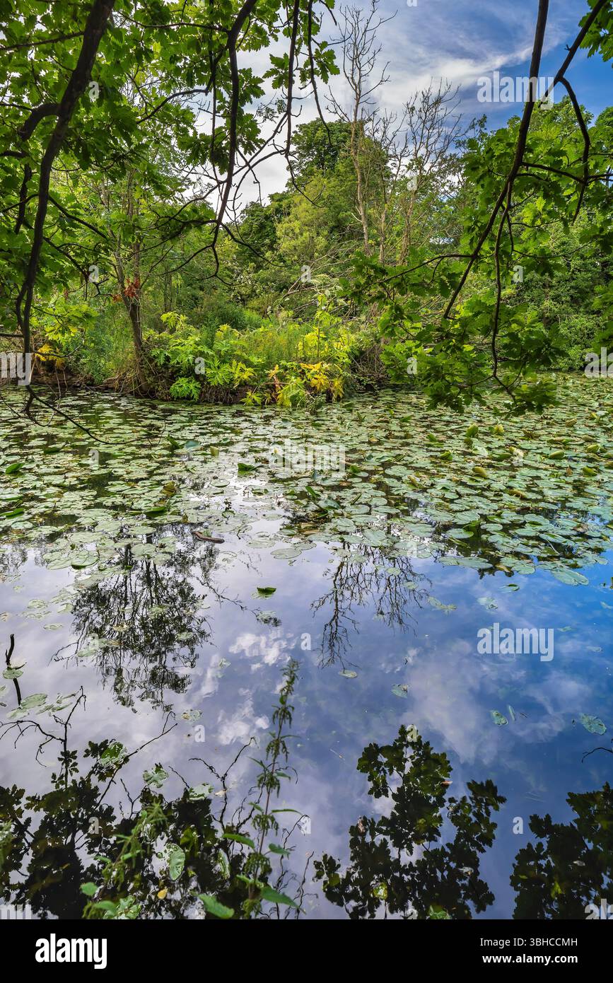 The lake with waterlilies and reflections in Graves Park, Norton ...