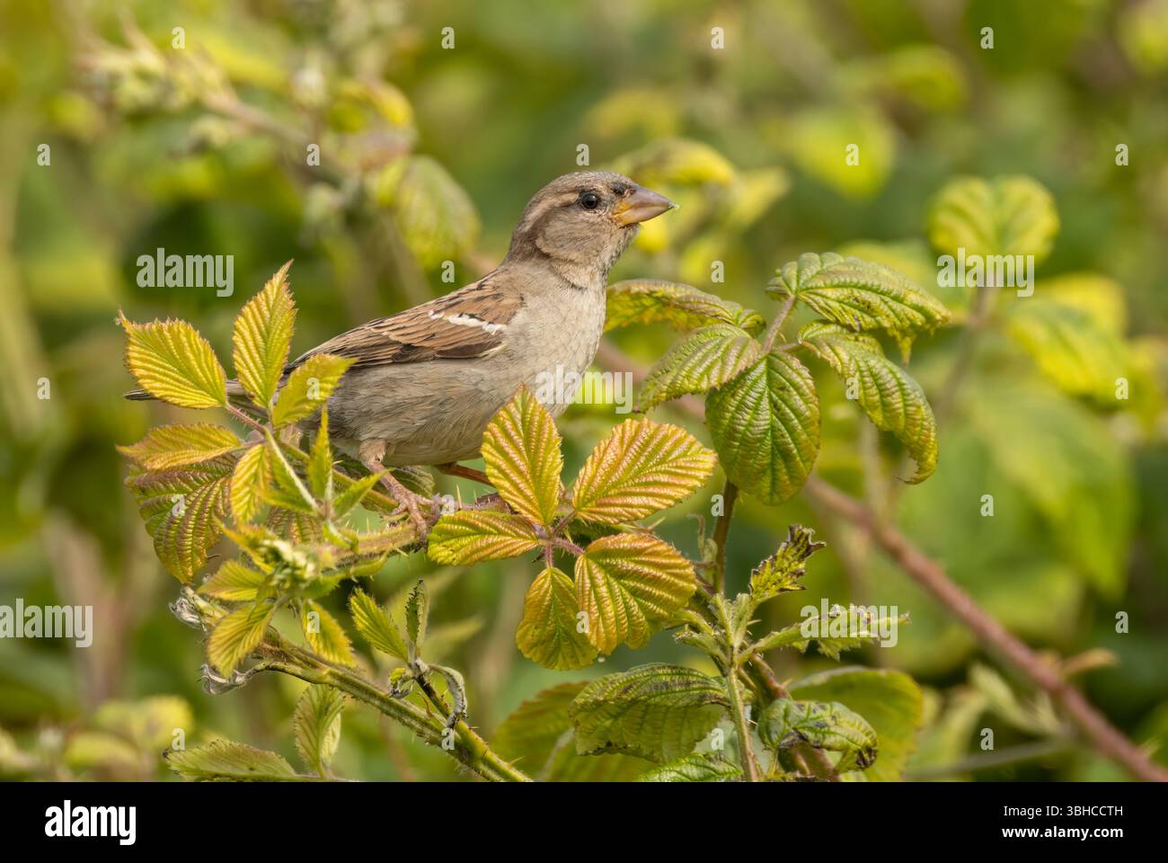 female sparrow eating bugs from the leaves of a bush Stock Photo - Alamy