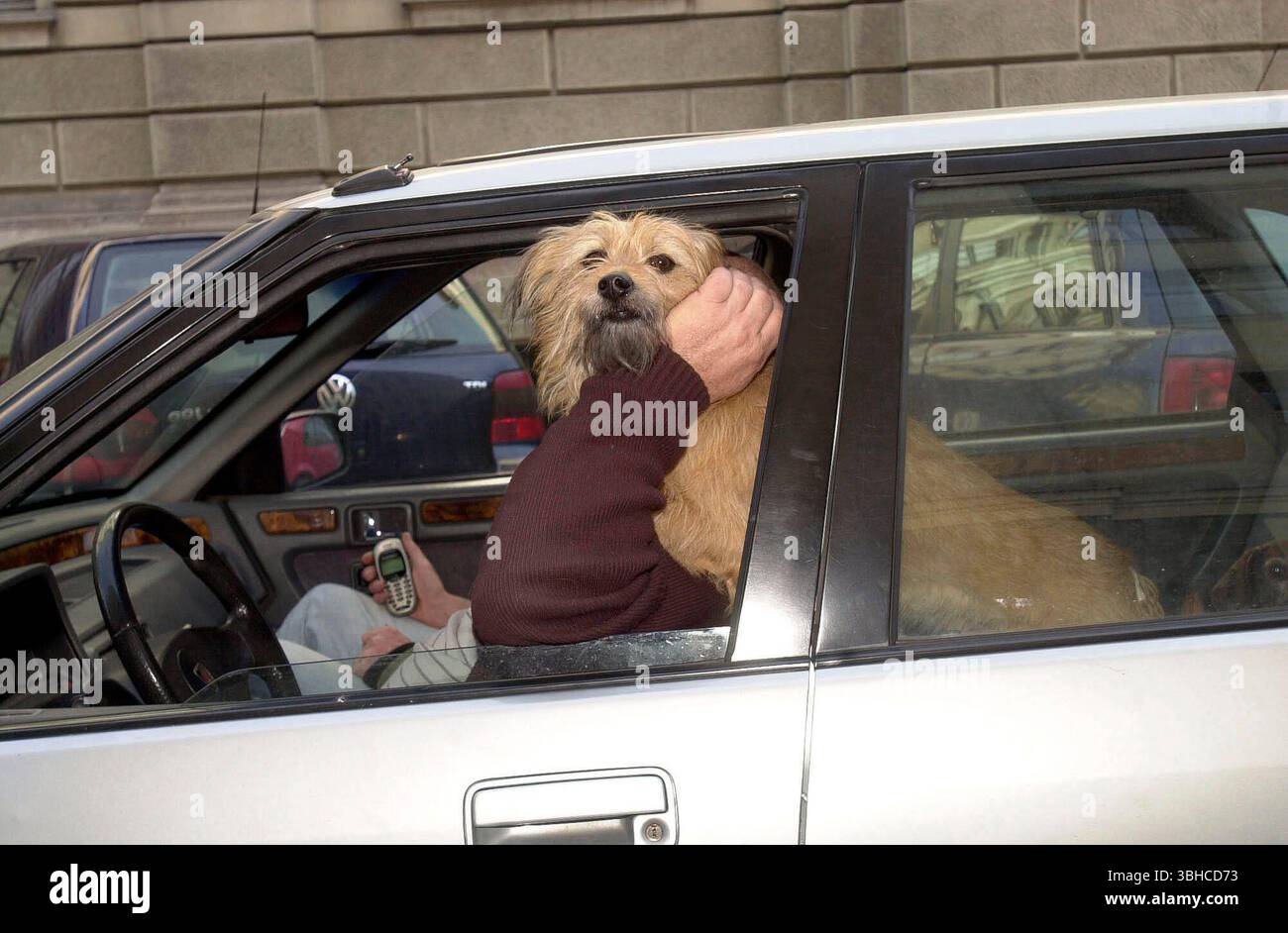 the mobility and transportation of a dog in a car Dog transported in ...