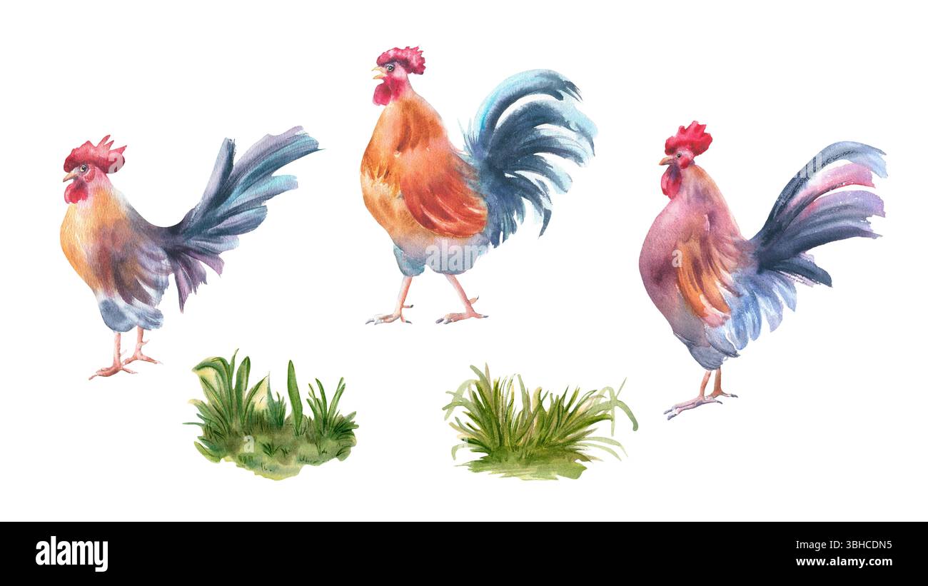 Roosters hand painted countryside watercolor clipart with cockerels and ...