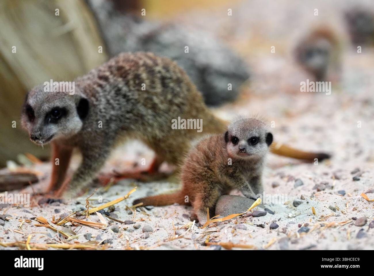 Meerkat pups at Blair Drummond Safari Park, Stirling. The four pups ...