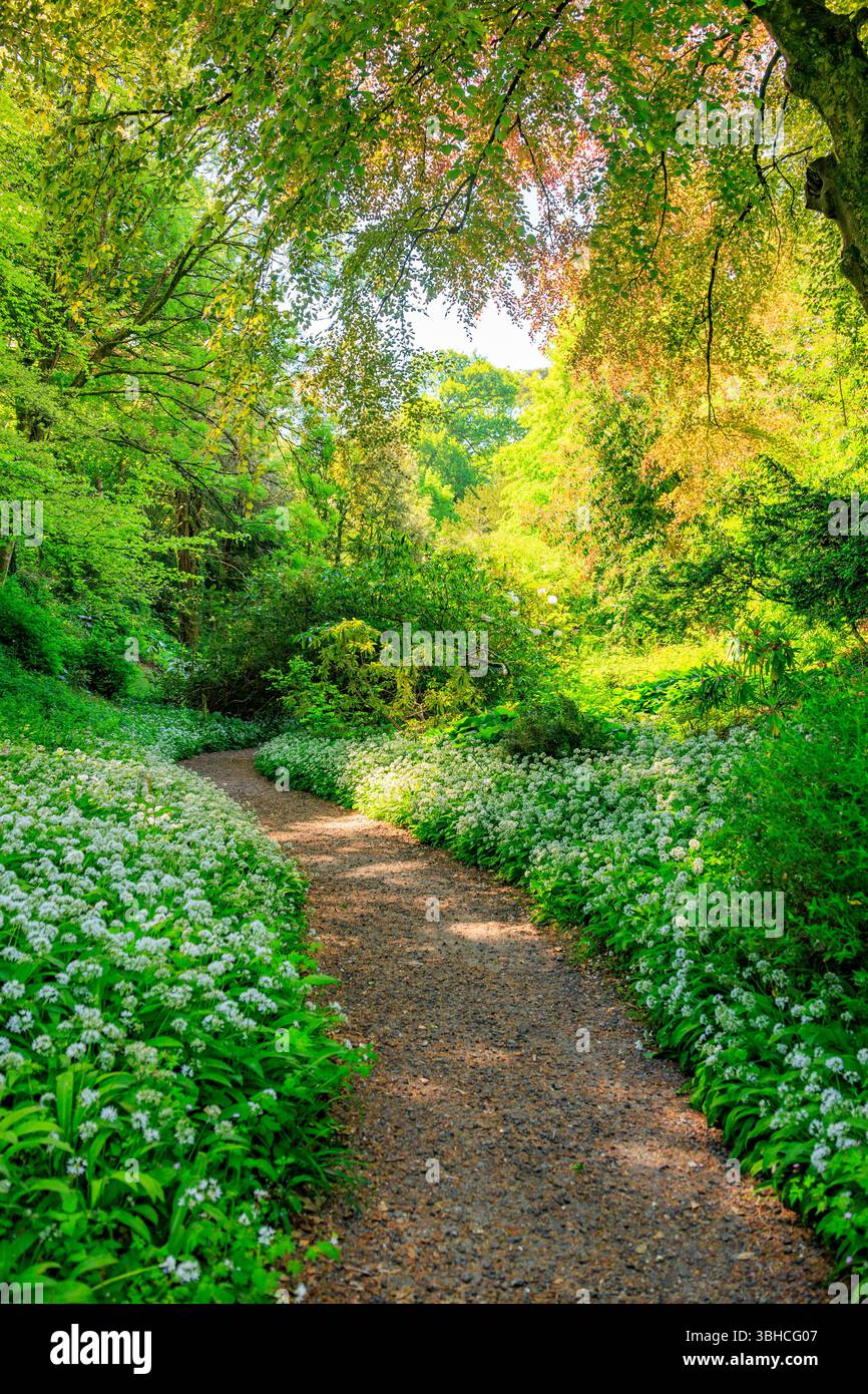 A woodland walk through wild garlic plants in Minterne House Gardens ...