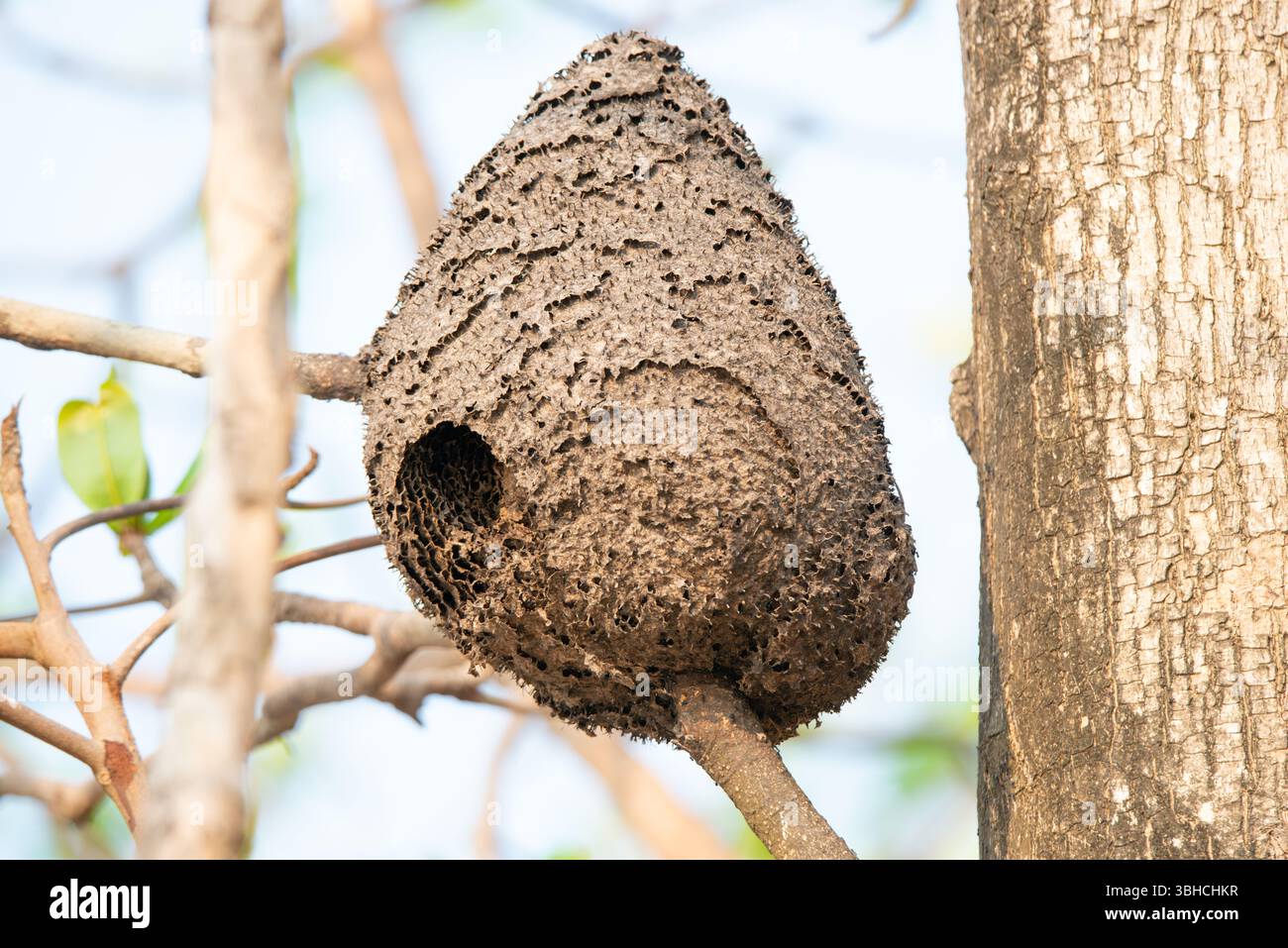 Asian yellow legged hornet nest hive in a tree, Vespa velutina ...