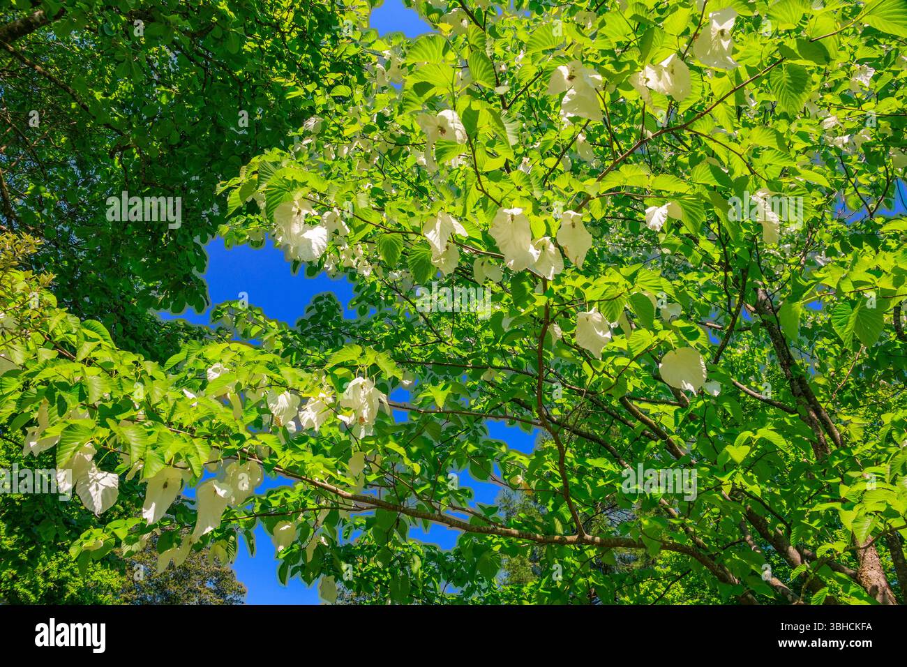 An impressive handkerchief tree (Davidia involucrata) in Minterne House ...