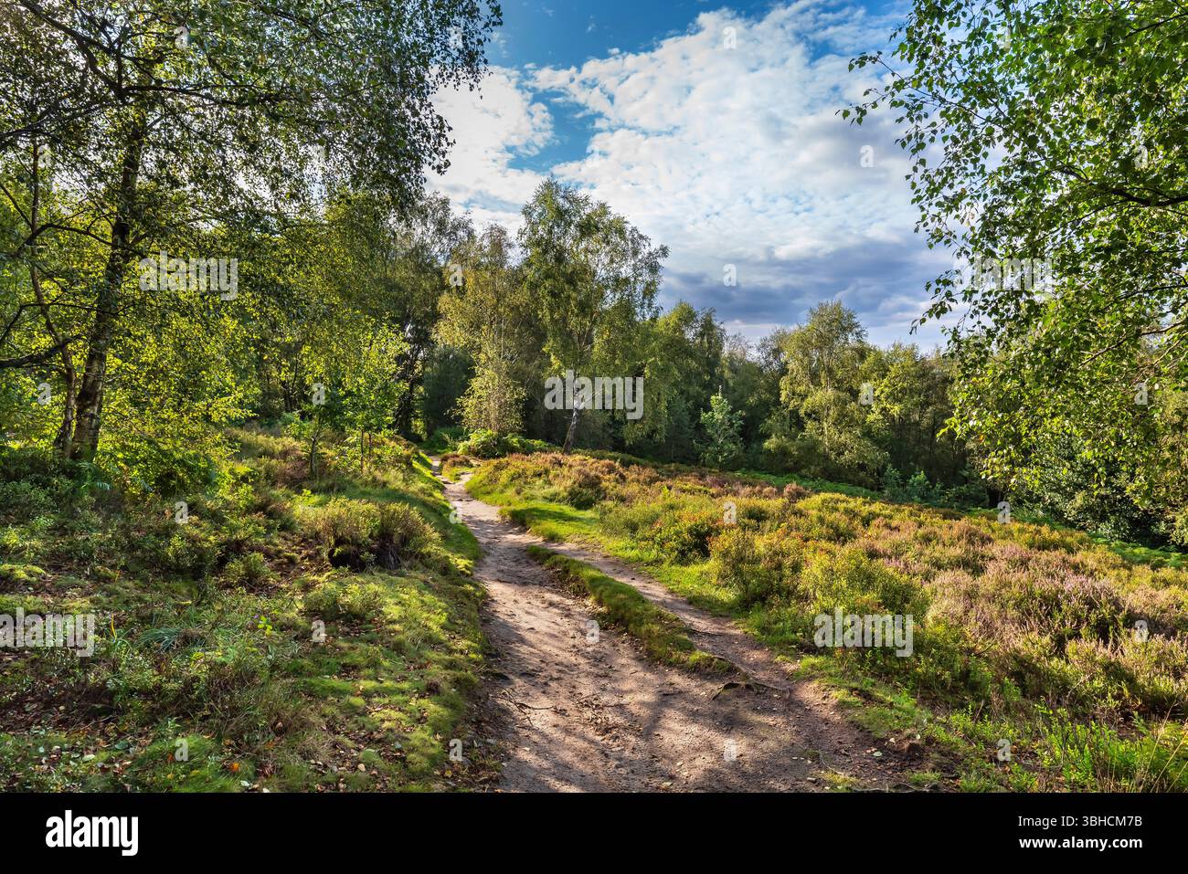 Fox Hagg Nature Reserve, Lodge Moor Stock Photo - Alamy
