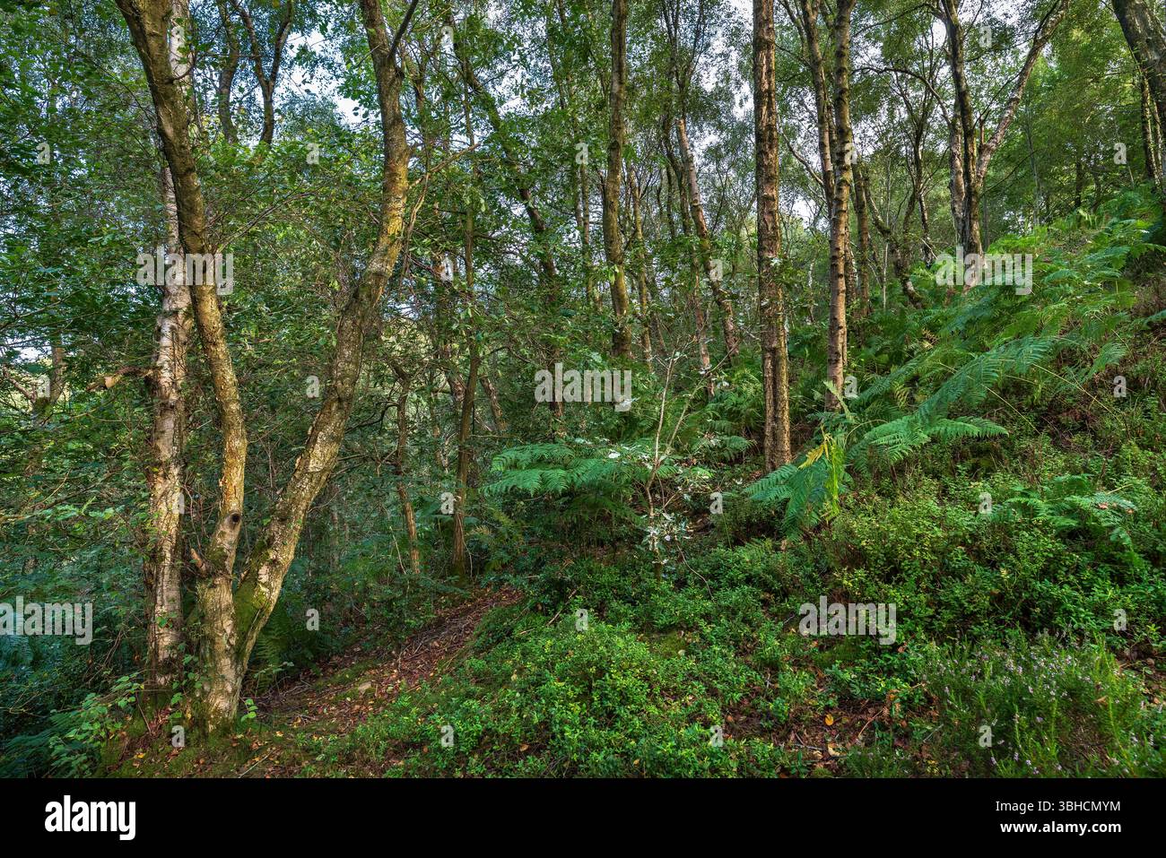 Silver birch trees in soft light, Fox Hagg Nature Reserve, Lodge Moor ...