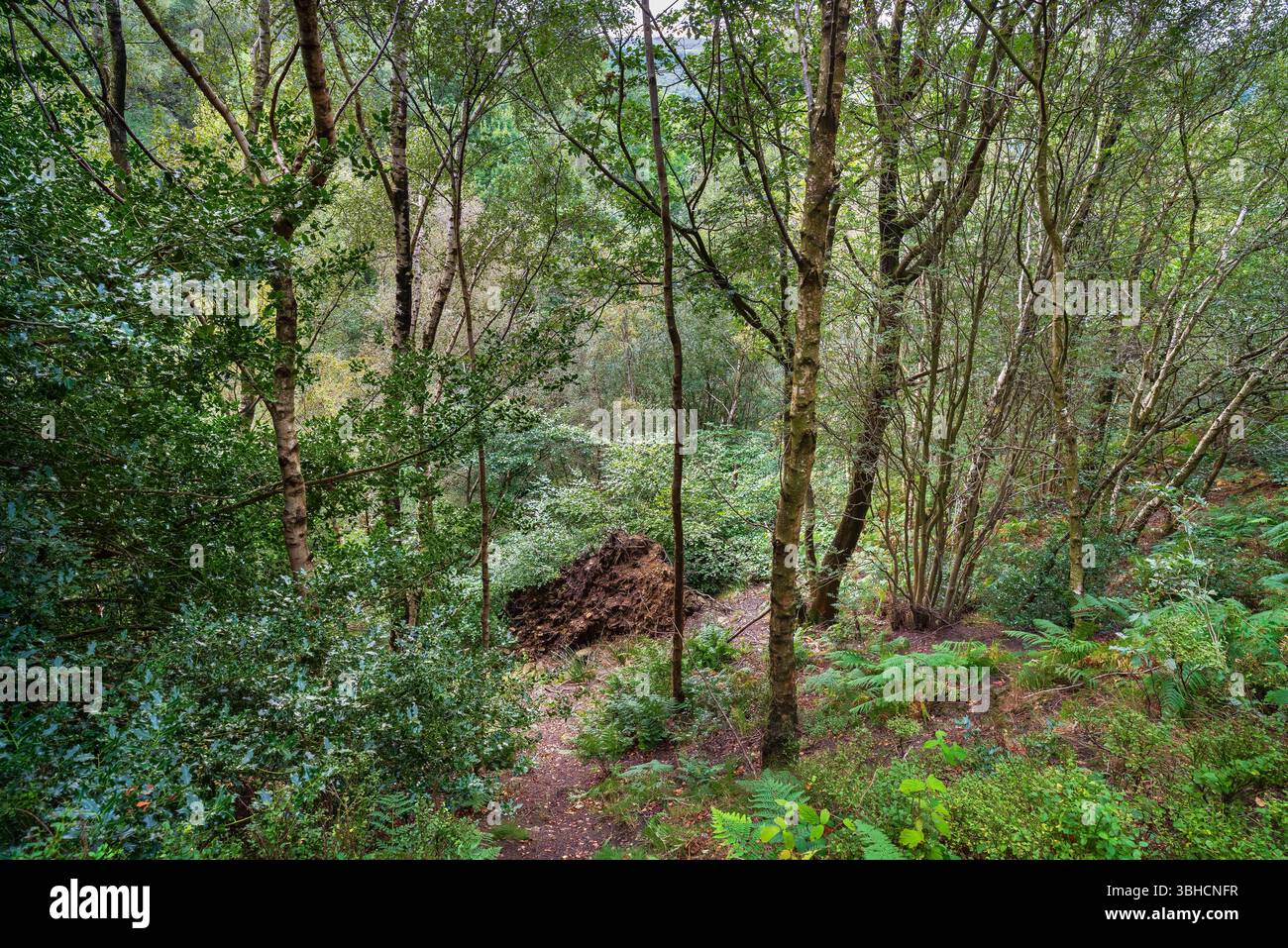 Fox Hagg Nature Reserve, Lodge Moor Stock Photo - Alamy