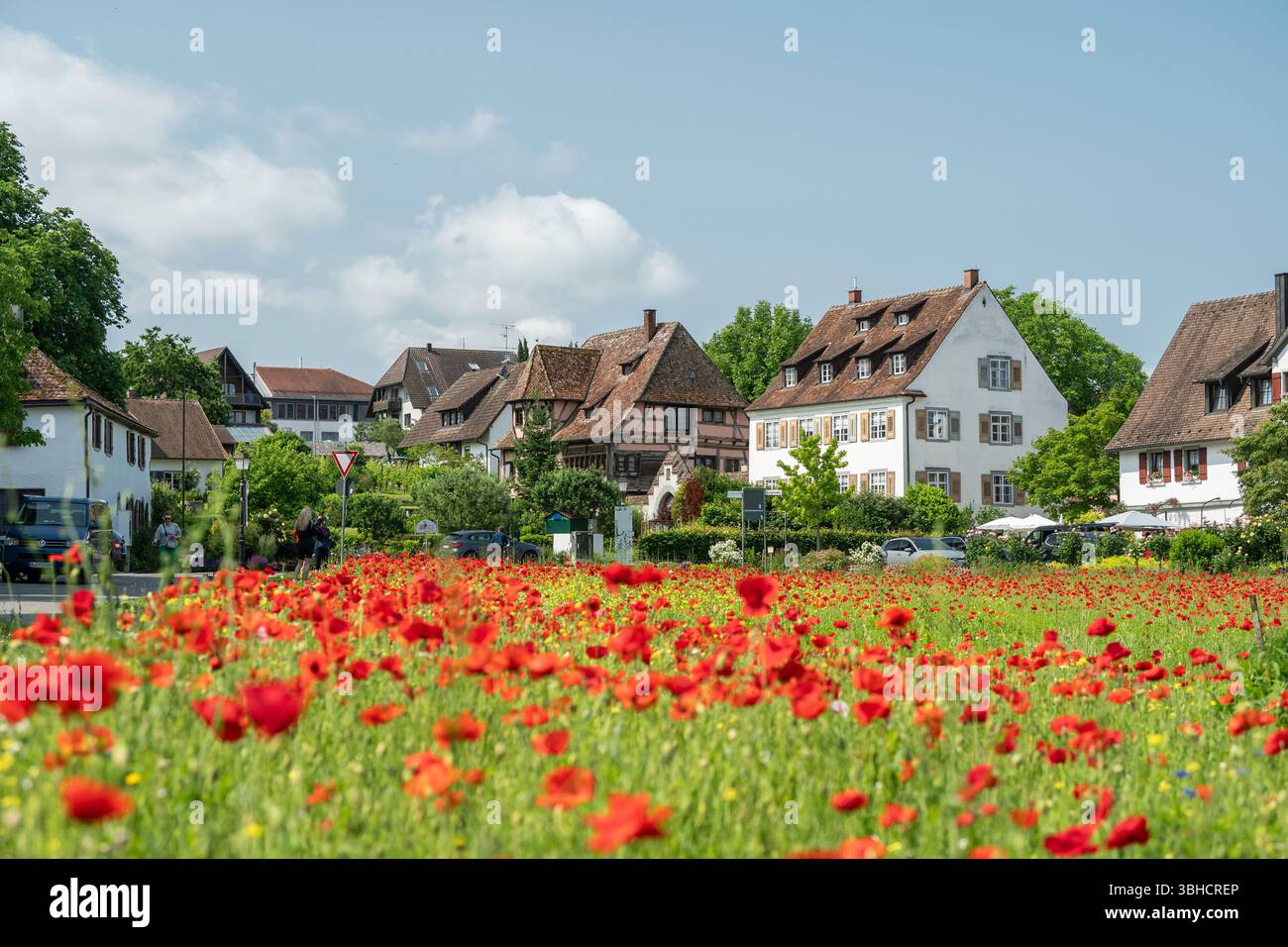Reichenau, Germany. 09th June, 2025. Poppies bloom in the sunshine on ...