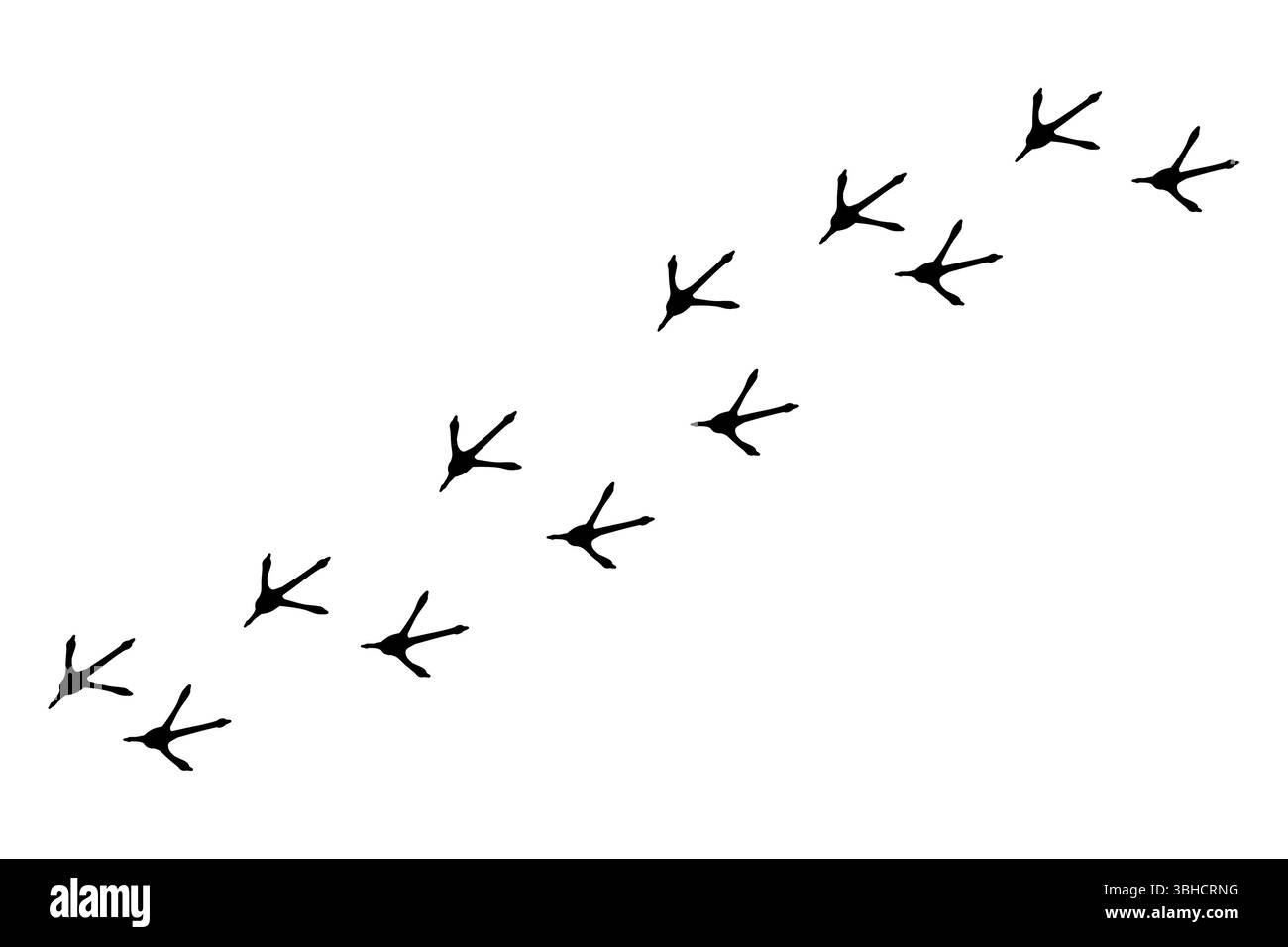 Bird footprint chicken foot track, feet print, paw step hand drawn ...