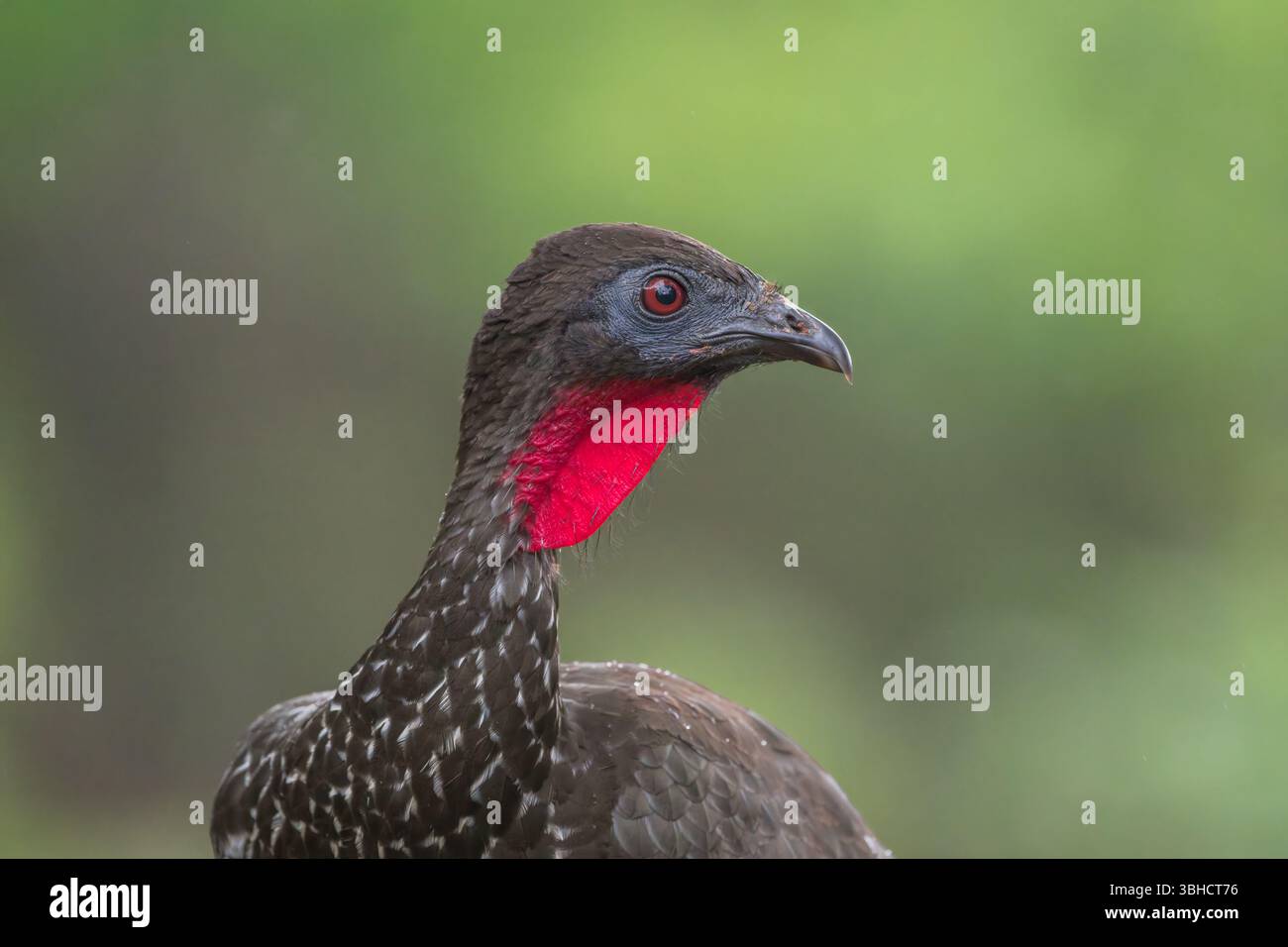 crested guan, Penelope purpurascens, close up of head and throat patch ...