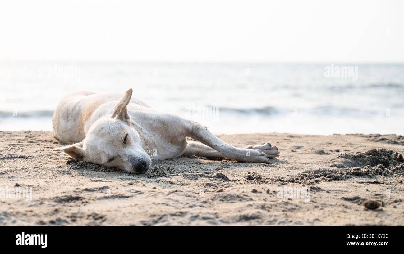 Homeless Street Dogs On The Beach Of Kochi, India, Abandoned And ...