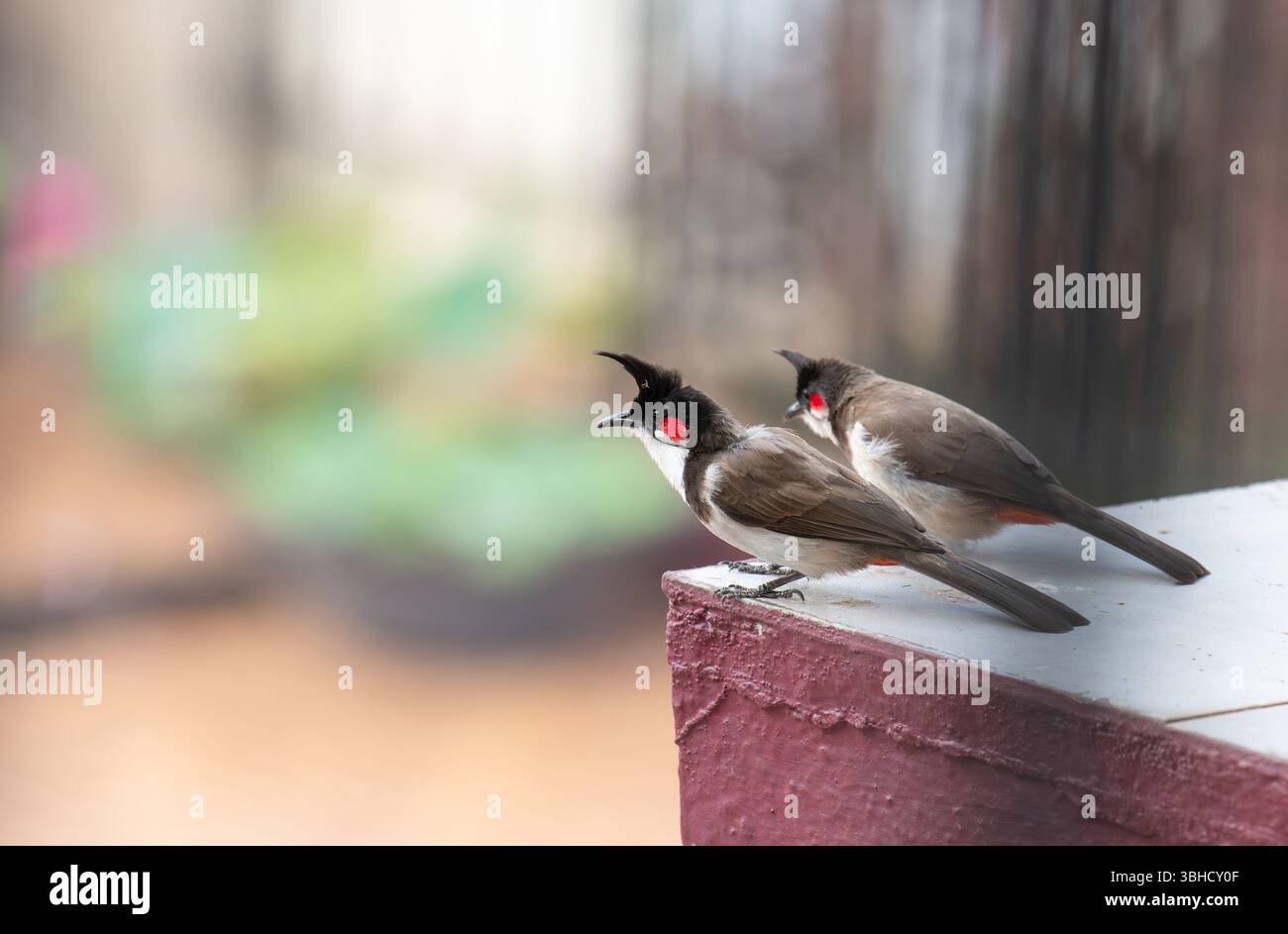 Red Fronted Bulbul Bird Sitting On A Wall, Goa In South India, Wildlife ...