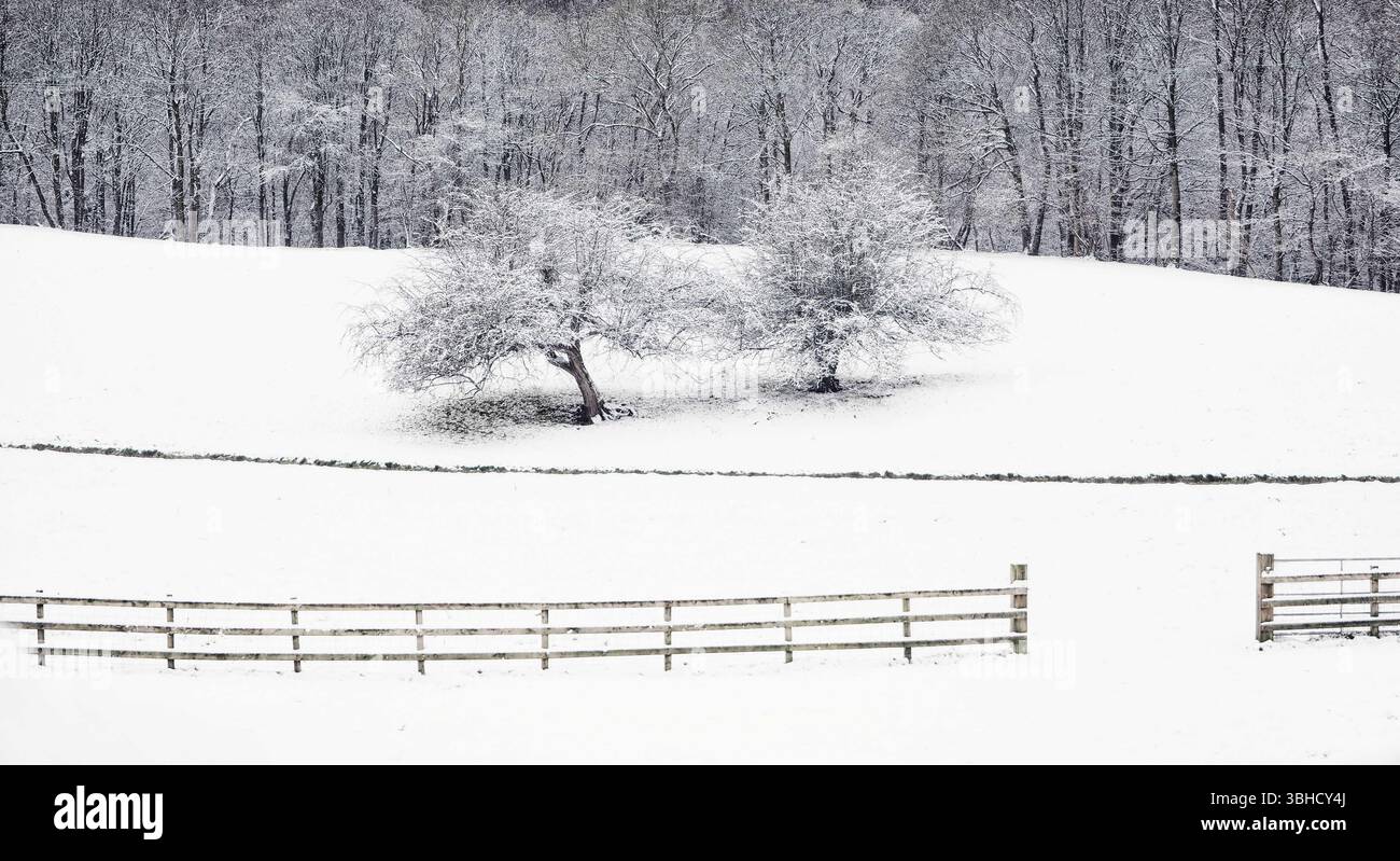 Trees in snow covered winter hi-res stock photography and images - Alamy