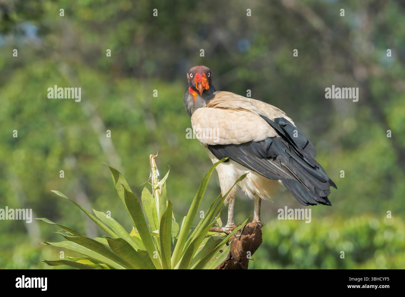 king vulture, Sarcoramphus papa, single adult perched on low tree stump ...