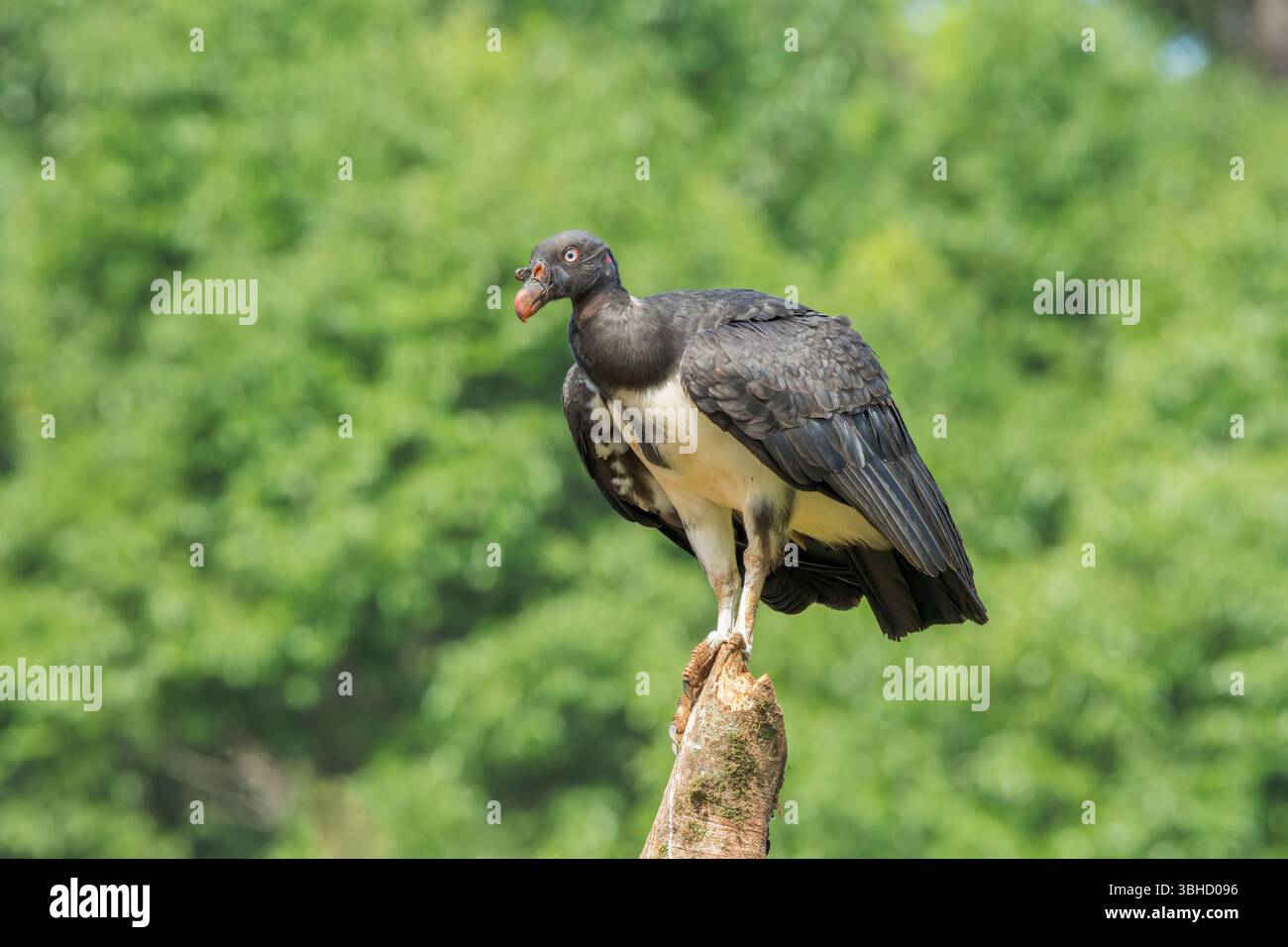 king vulture, Sarcoramphus papa, single juvenile standing on tree stump ...