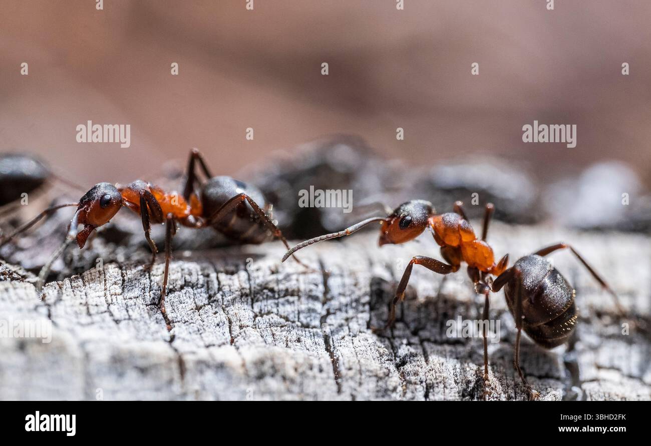 Close view ants on tree hi-res stock photography and images - Alamy